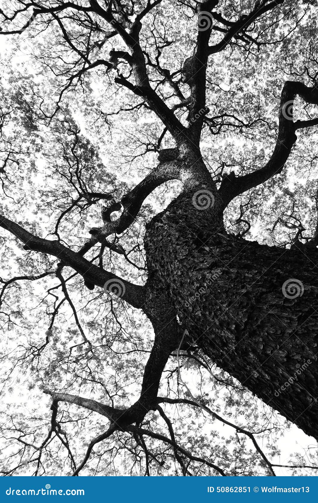 Shape of Samanea Saman Trees and Pattern of Branch in Black and White ...