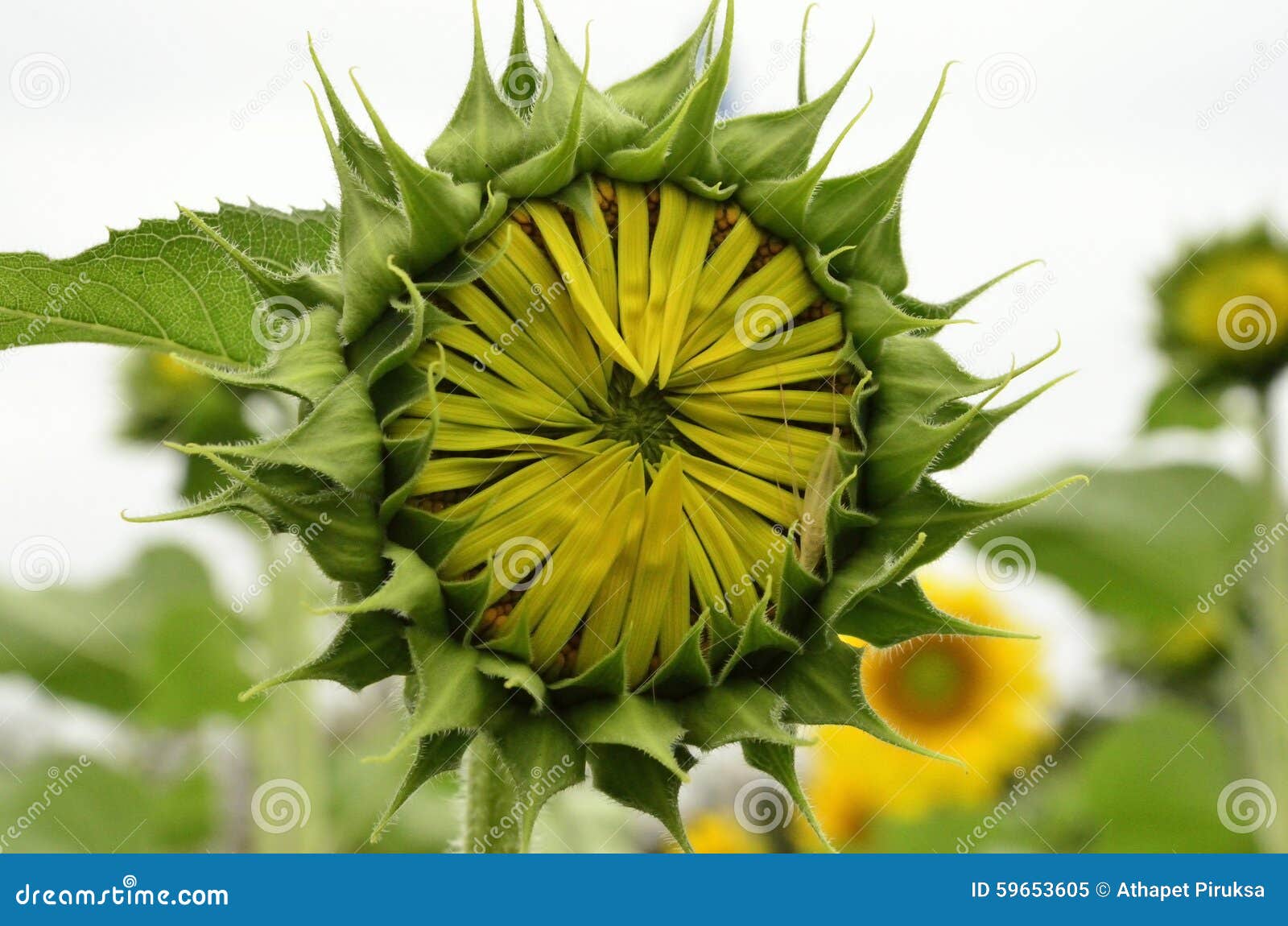Shape of sunflower bud stock image. Image of beauty, beautiful - 59653605