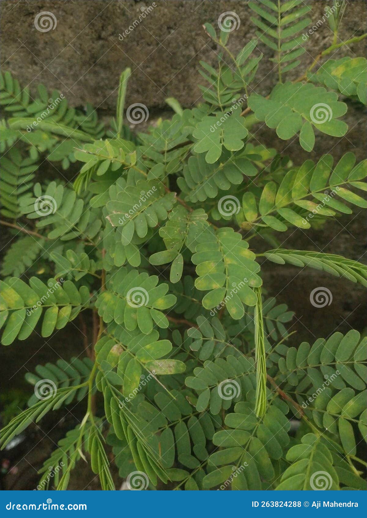 The Shape of the Tamarind Tree when it is Small Stock Photo - Image of ...
