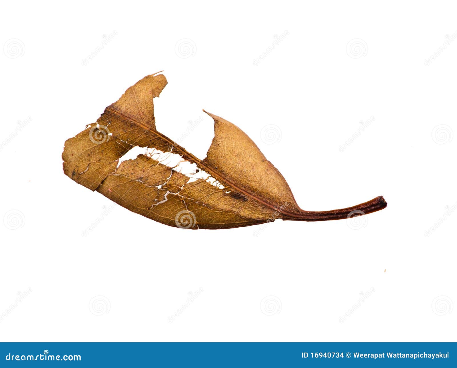 Shape of tearing dry leaf stock photo. Image of curve - 16940734