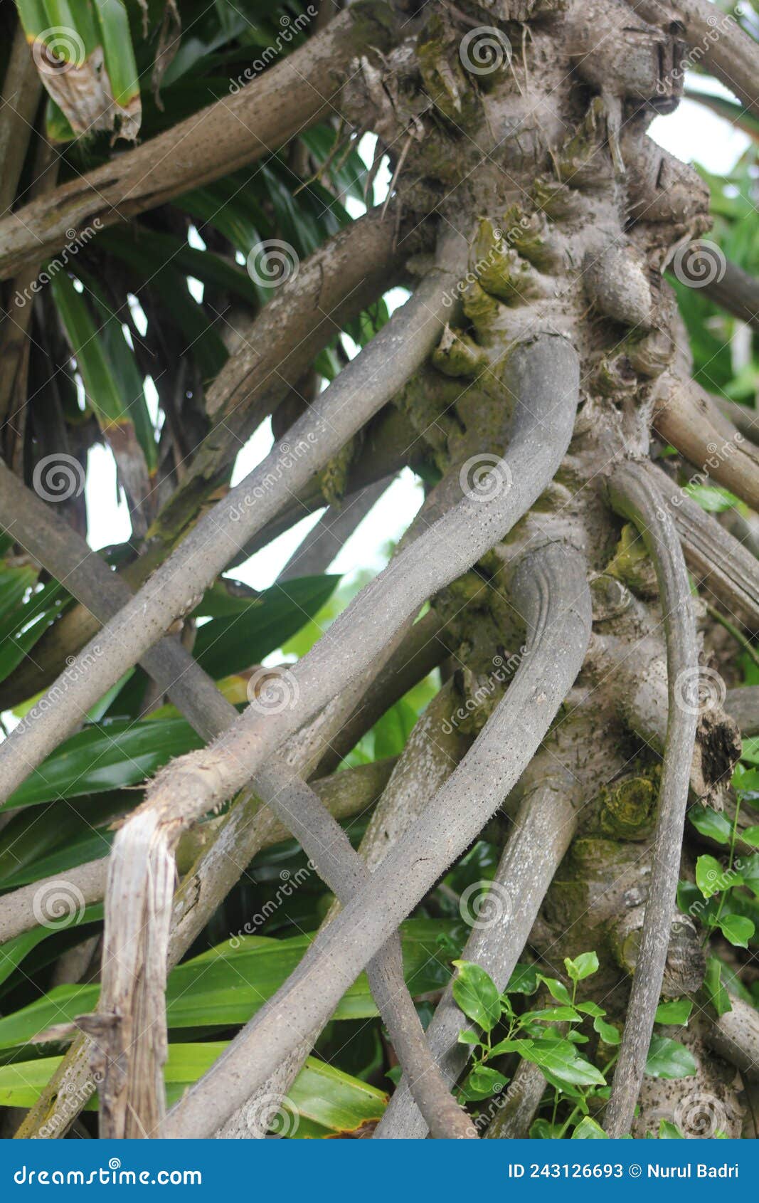 Texture. Pandan Green Leaves Close Up. Tropical Wild Pineapple Stock ...