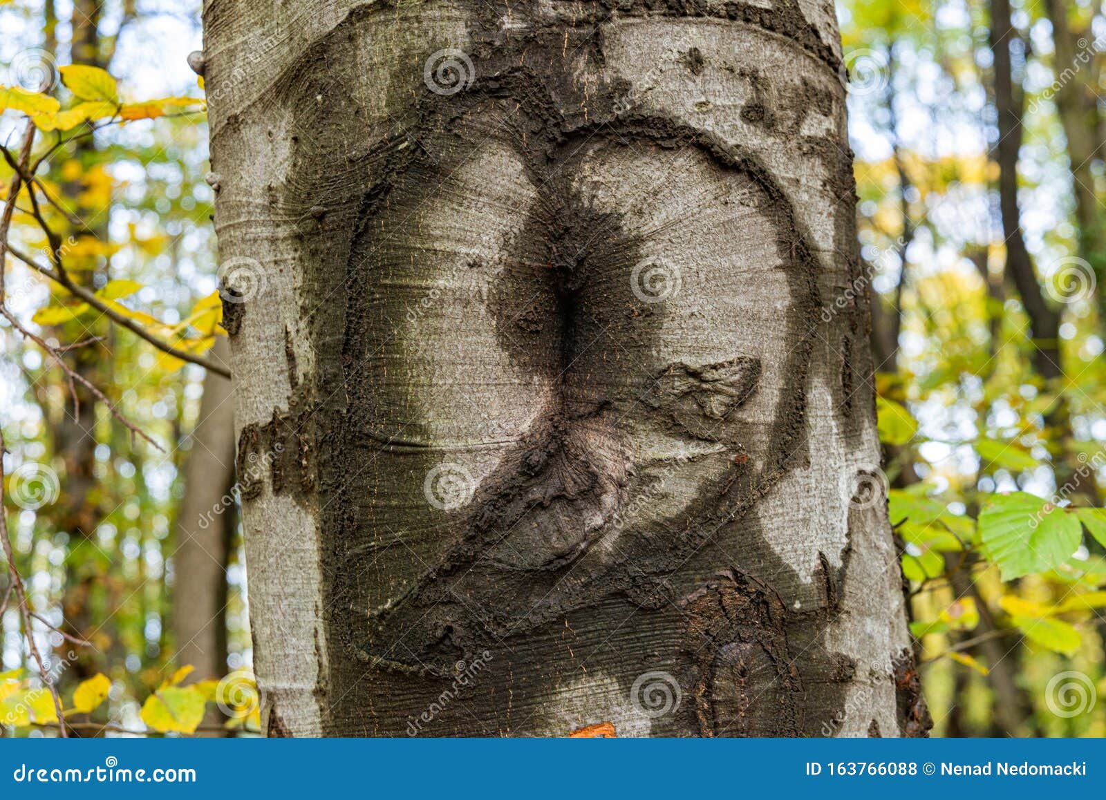 Shape on tree bark stock photo. Image of nature, craft - 163766088