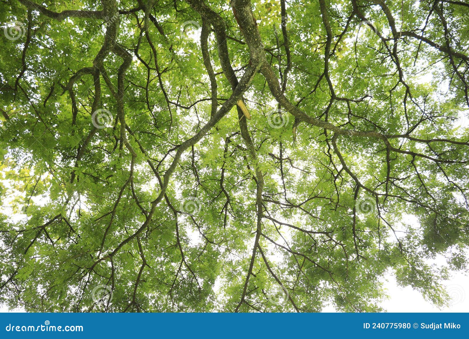 The Shape of a Tree Branch. Abstract Background Stock Photo - Image of ...