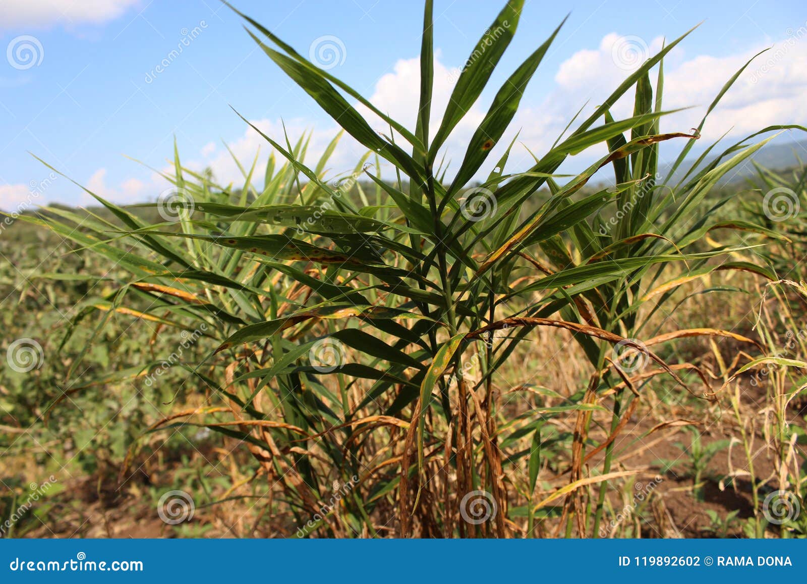 Ginger trees stock photo. Image of trees, pohon, jahe - 119892602