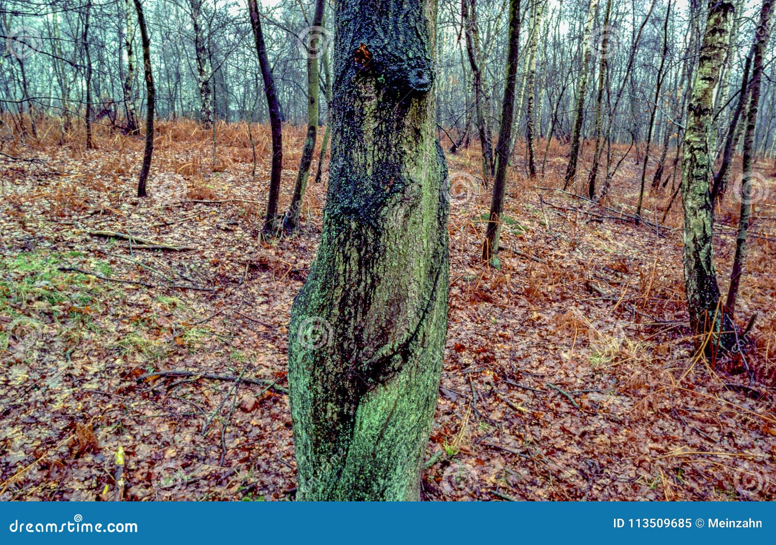 Shape of tree in forest stock image. Image of fantasy - 113509685