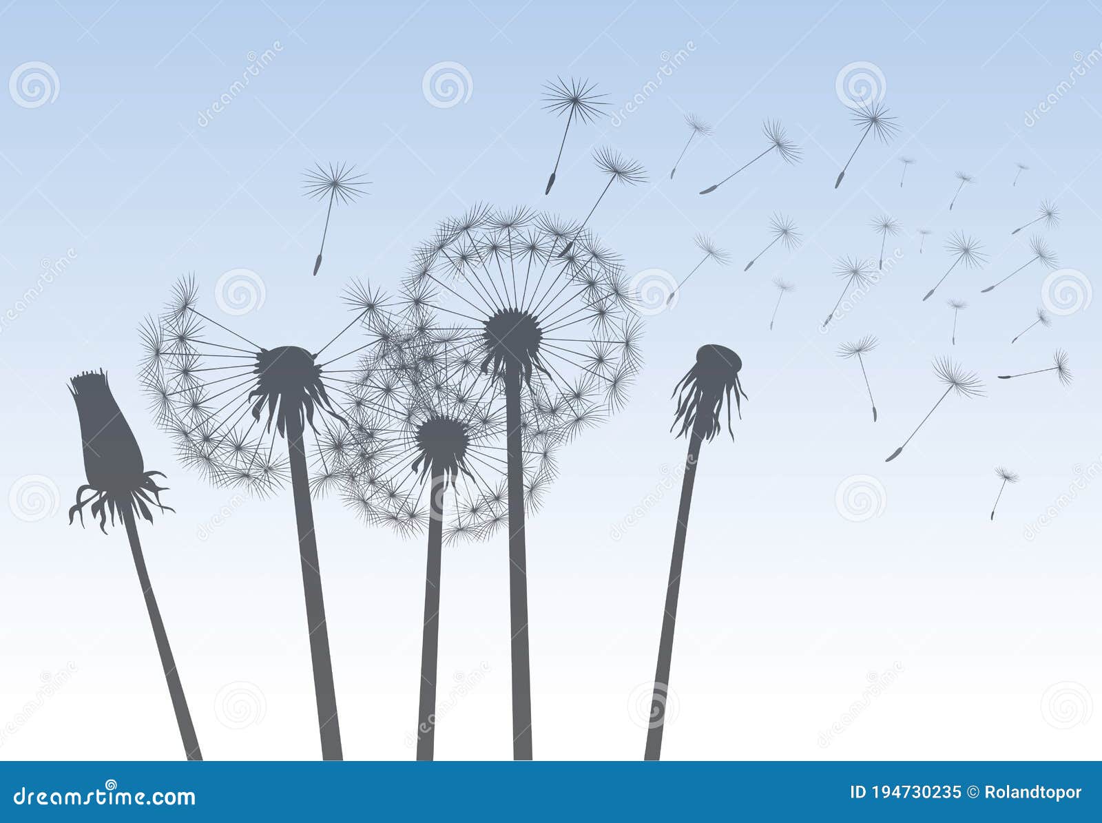 Shape of Vector Dandelion. Outline Illustration Stock Vector ...
