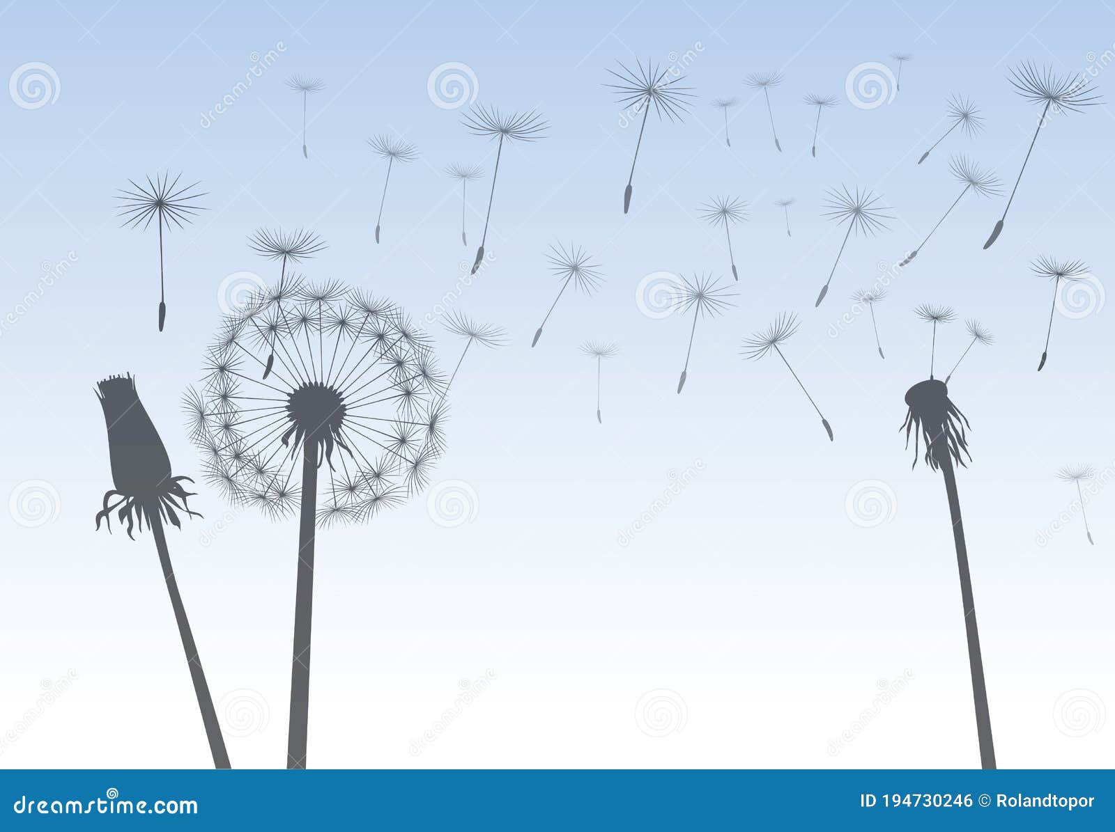 Shape of Vector Dandelion. Outline Illustration Stock Vector ...