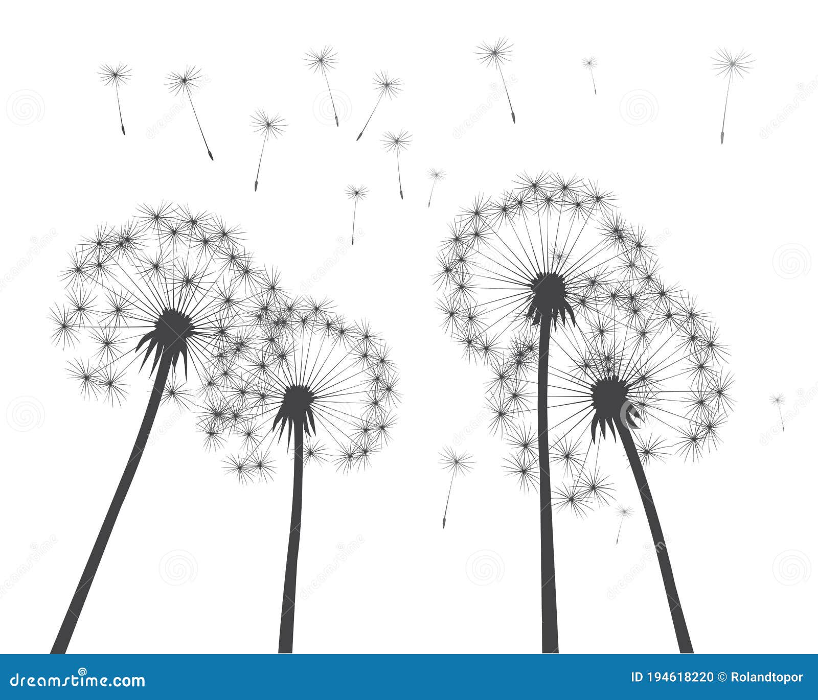 Dandelion Outline Image On White Background Vector Illustration ...