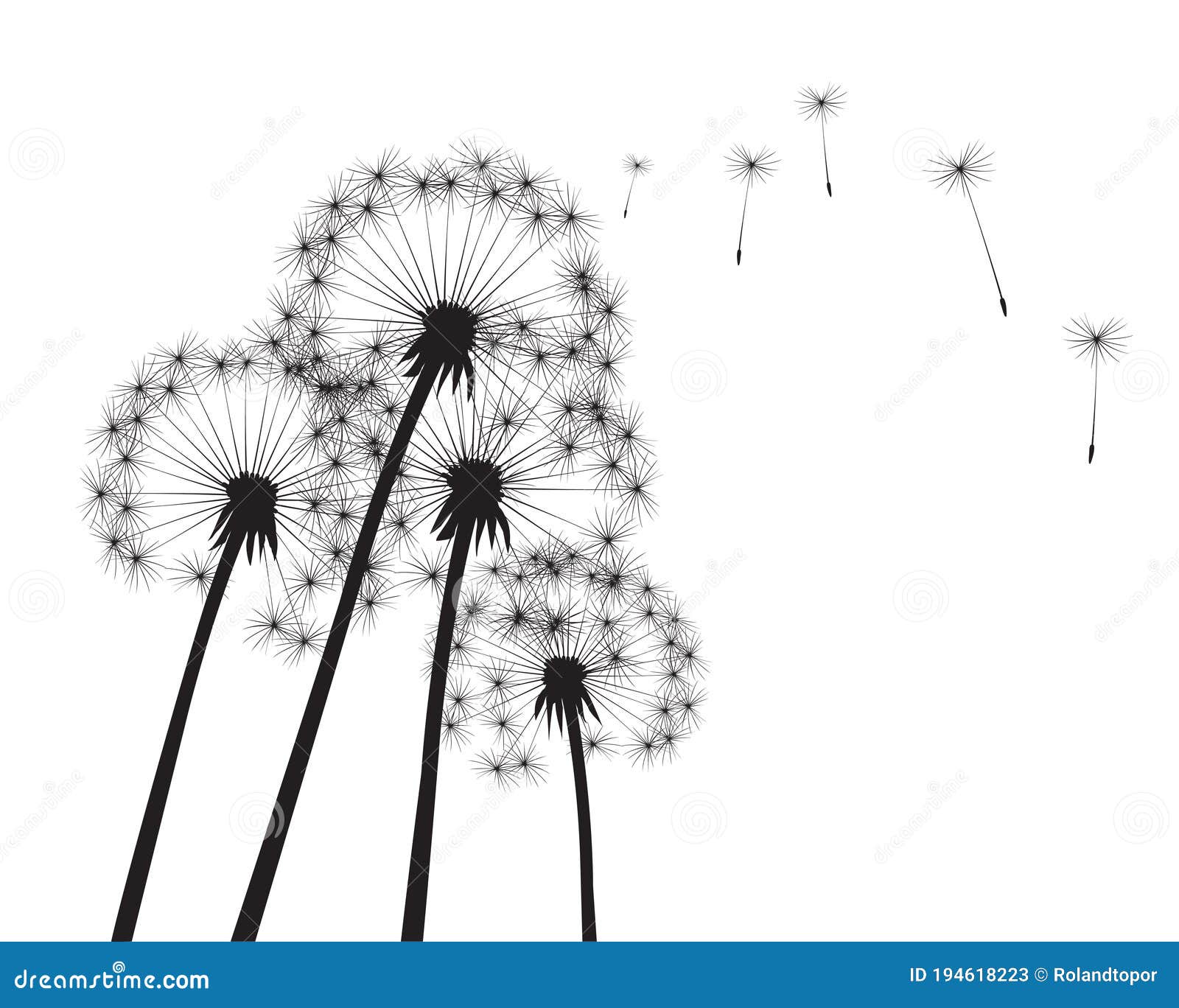 Dandelion Outline Image On White Background Vector Illustration ...