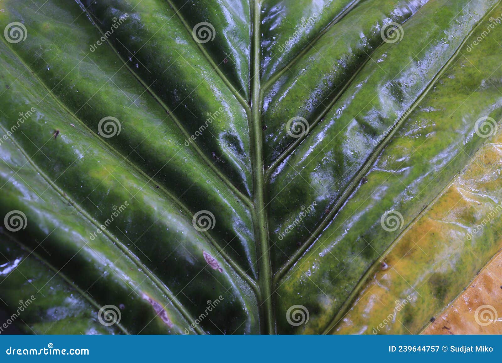 Wavy Leaf Strokes and Smooth Texture Stock Image - Image of objects ...