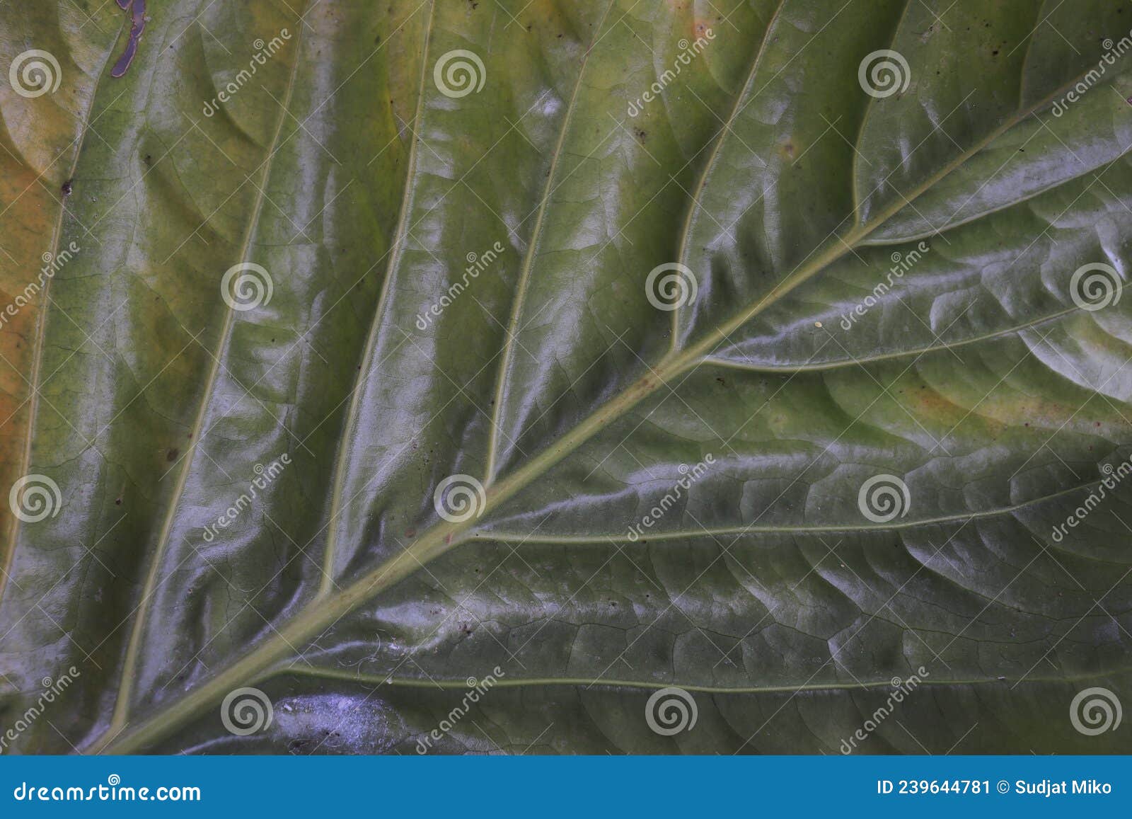 Wavy Leaf Strokes and Smooth Texture Stock Image - Image of pola, color ...