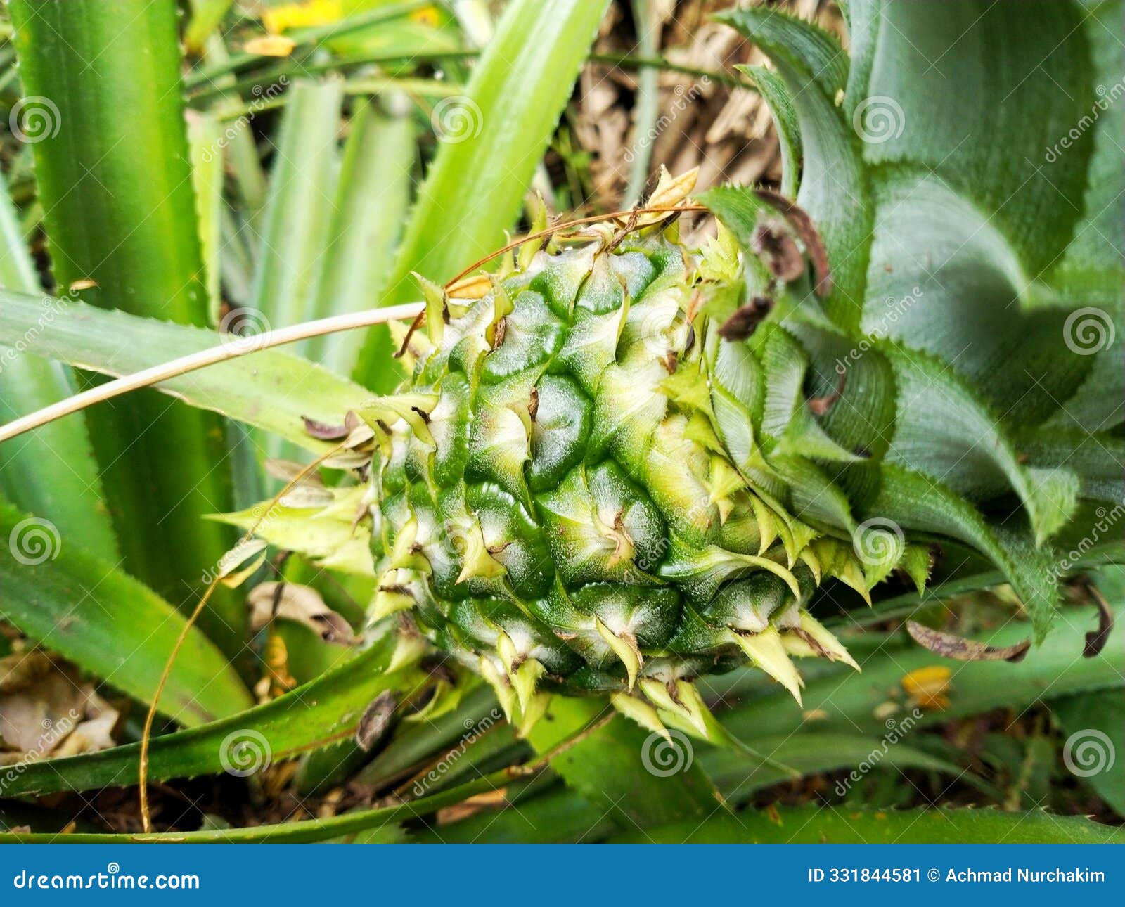 The Shape of a Young Pineapple Fruit Stock Image - Image of good, looks ...