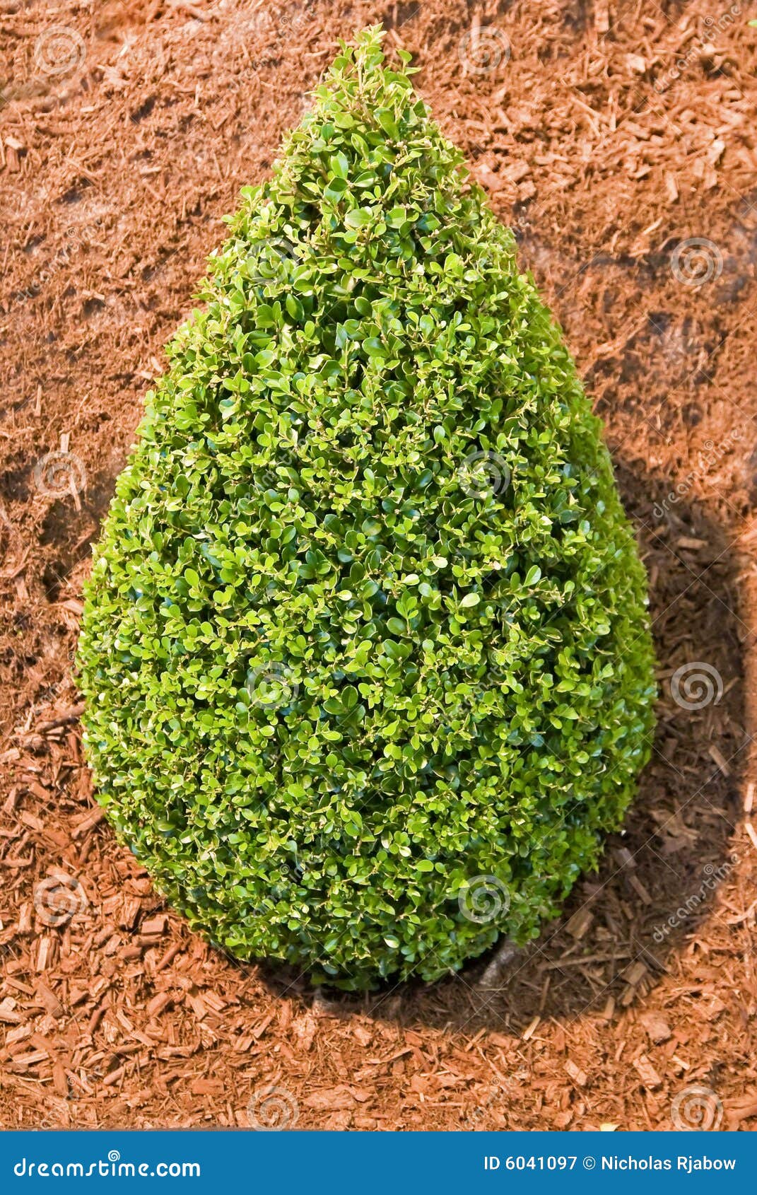 Shaped Bush stock image. Image of wood, teardrop, plant - 6041097