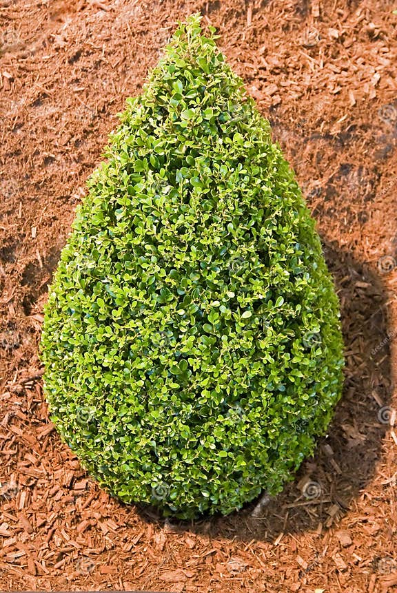 Shaped Bush stock image. Image of wood, teardrop, plant - 6041097