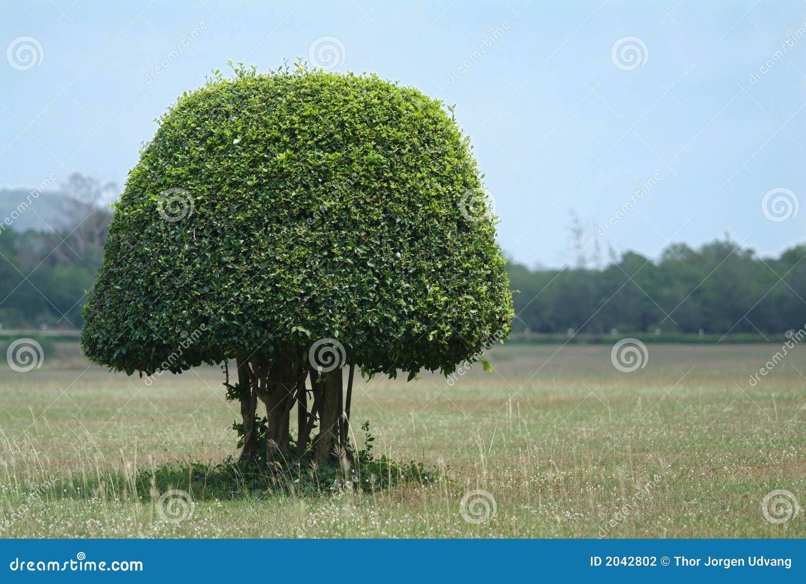 Shaped bush in the field stock photo. Image of bush, form - 2042802