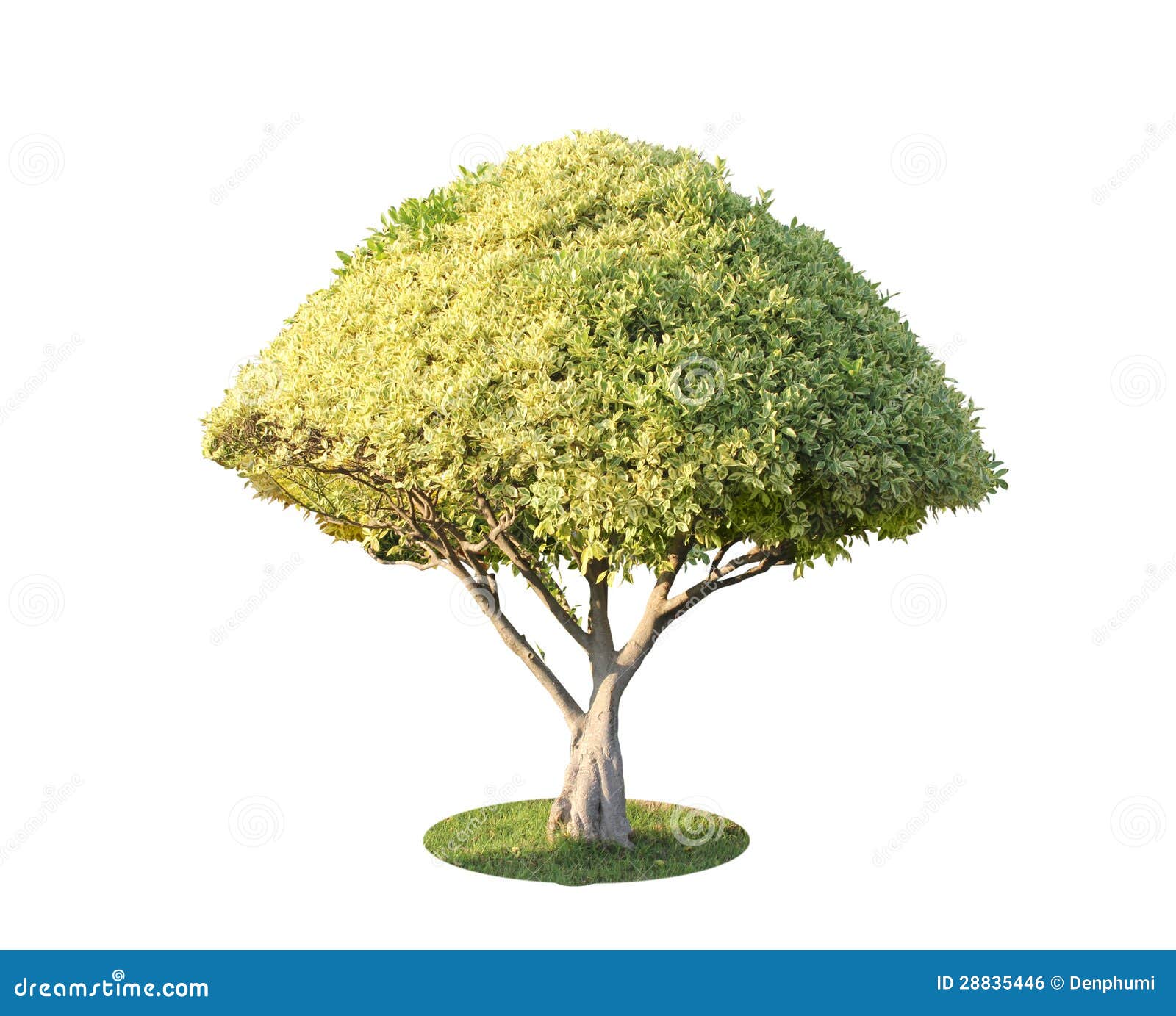 Shaped decorative tree stock photo. Image of park, cutting - 28835446