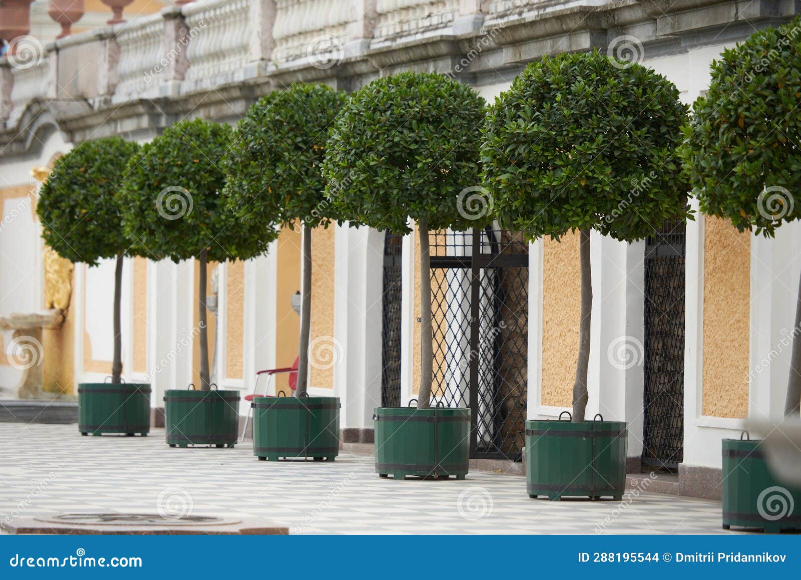 Shaped Oval Trees in Pots for Landscaping the Facade Stock Photo ...