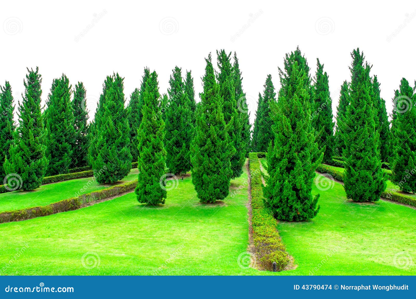 Shaped Pine Trees in a Cultivated Garden. Stock Photo - Image of ...