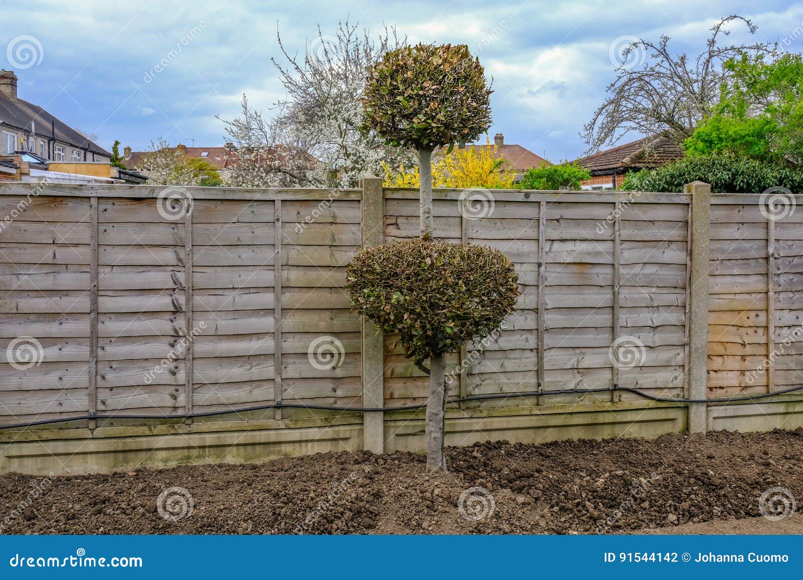 Shaped Pruned Bay Tree in the Garden Stock Photo - Image of flower ...