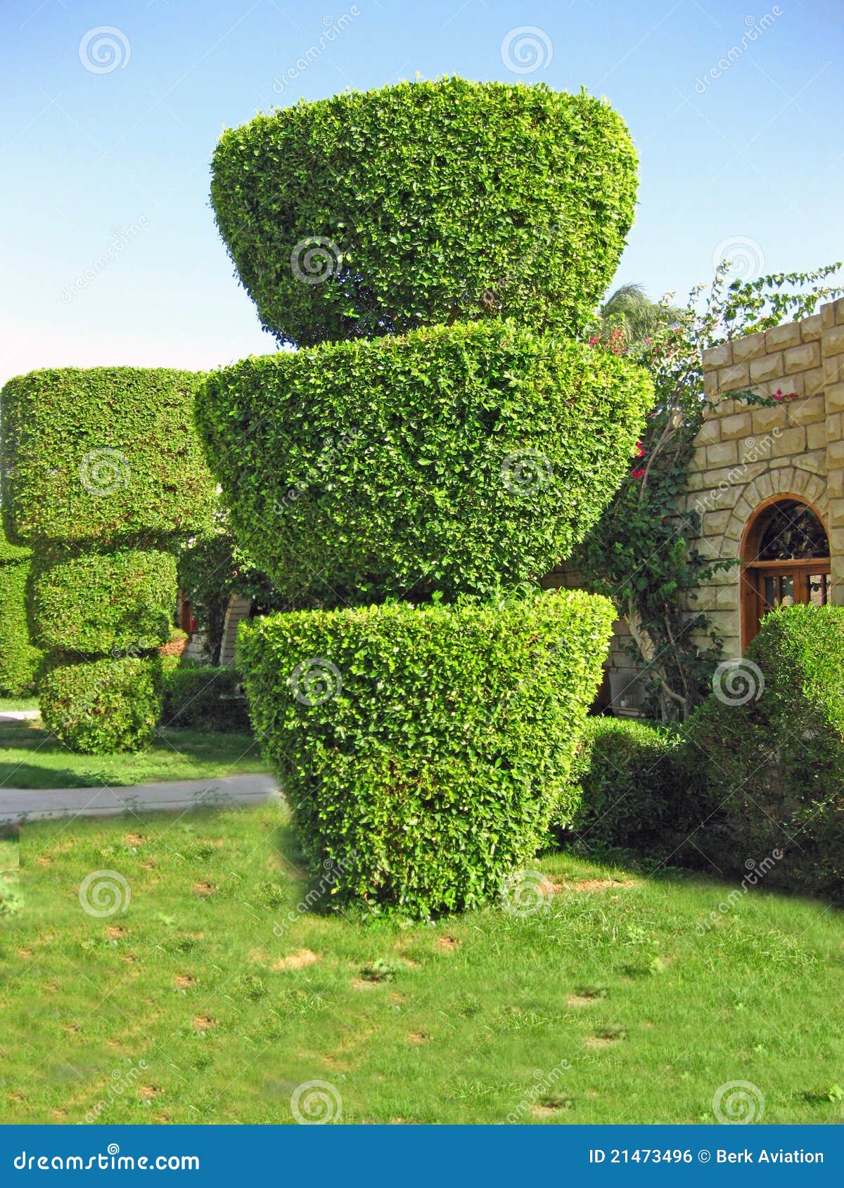 Shaped tree stock photo. Image of green, grass, egypt - 21473496