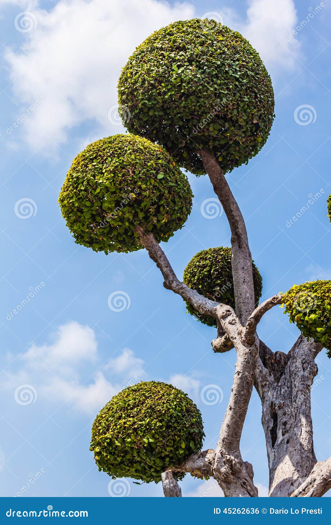 Shaped Tree Stock Photo - Image: 45262636