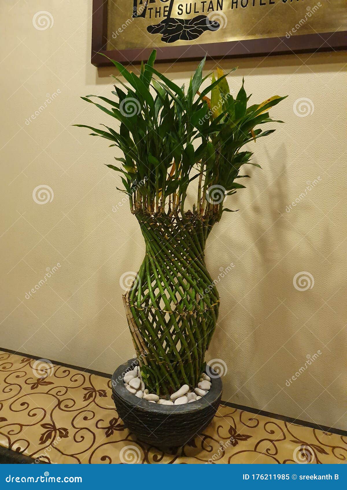 Shaped tree for indor editorial image. Image of shaped - 176211985