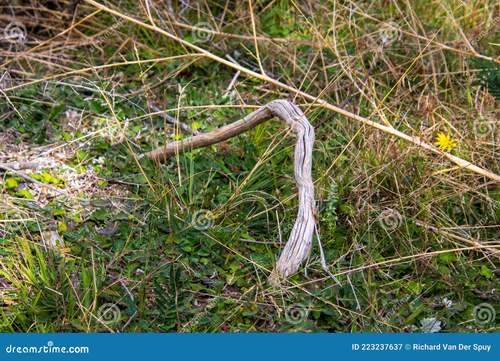 Book Cover Crooked House Stock Photos - Free & Royalty-Free Stock ...