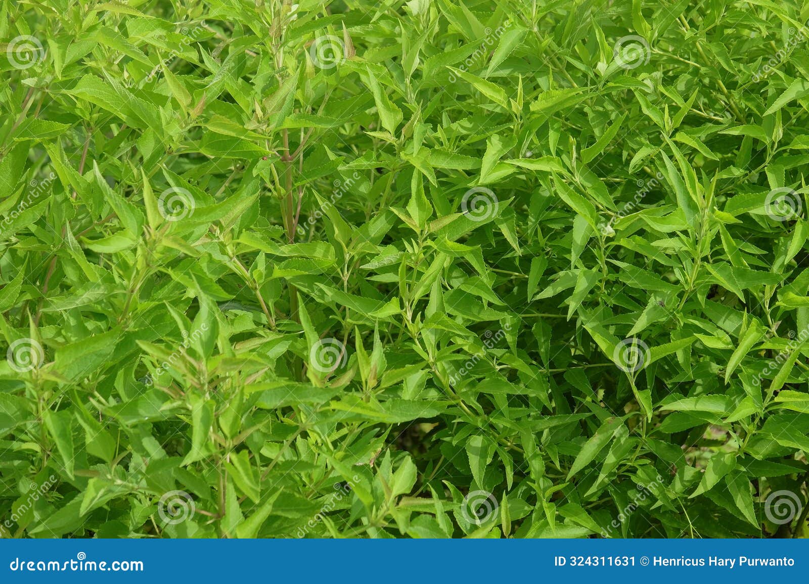 Shapes, Textures and Abstract Patterns of Green Bush Leaves. Stock ...