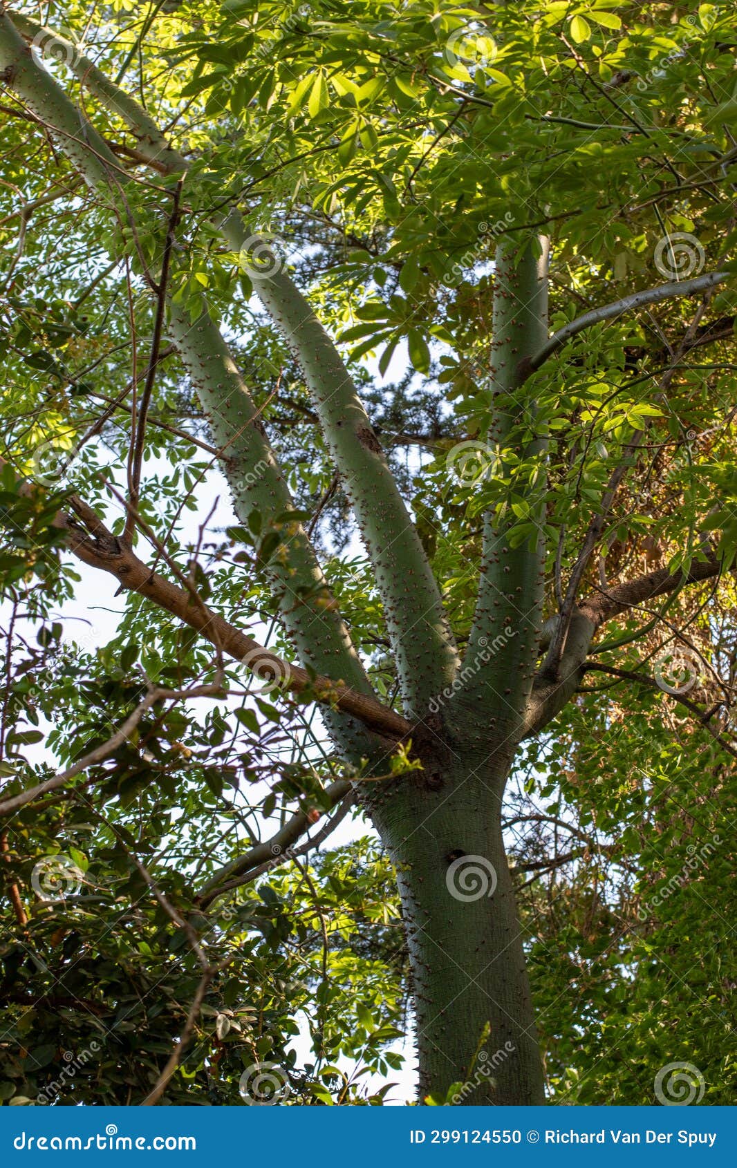 One single green tree stock photo. Image of wallpaper - 299124550