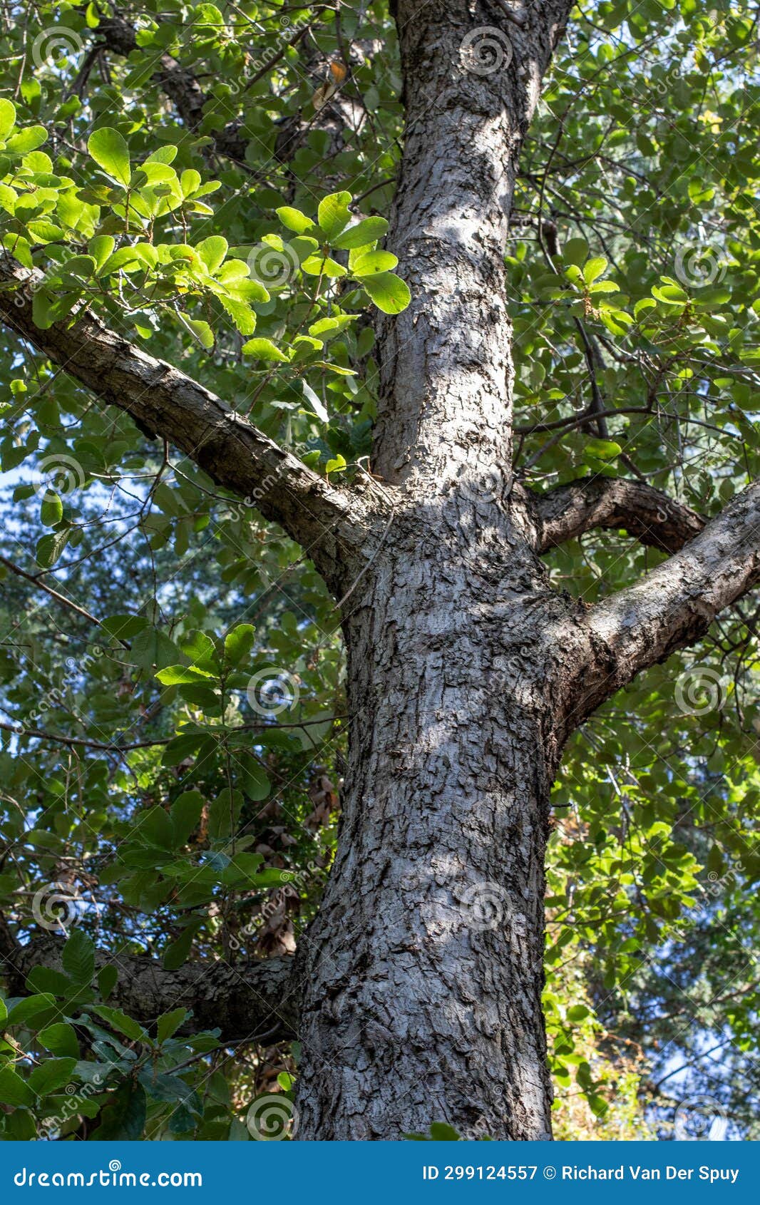 One single green tree stock image. Image of maker, green - 299124557