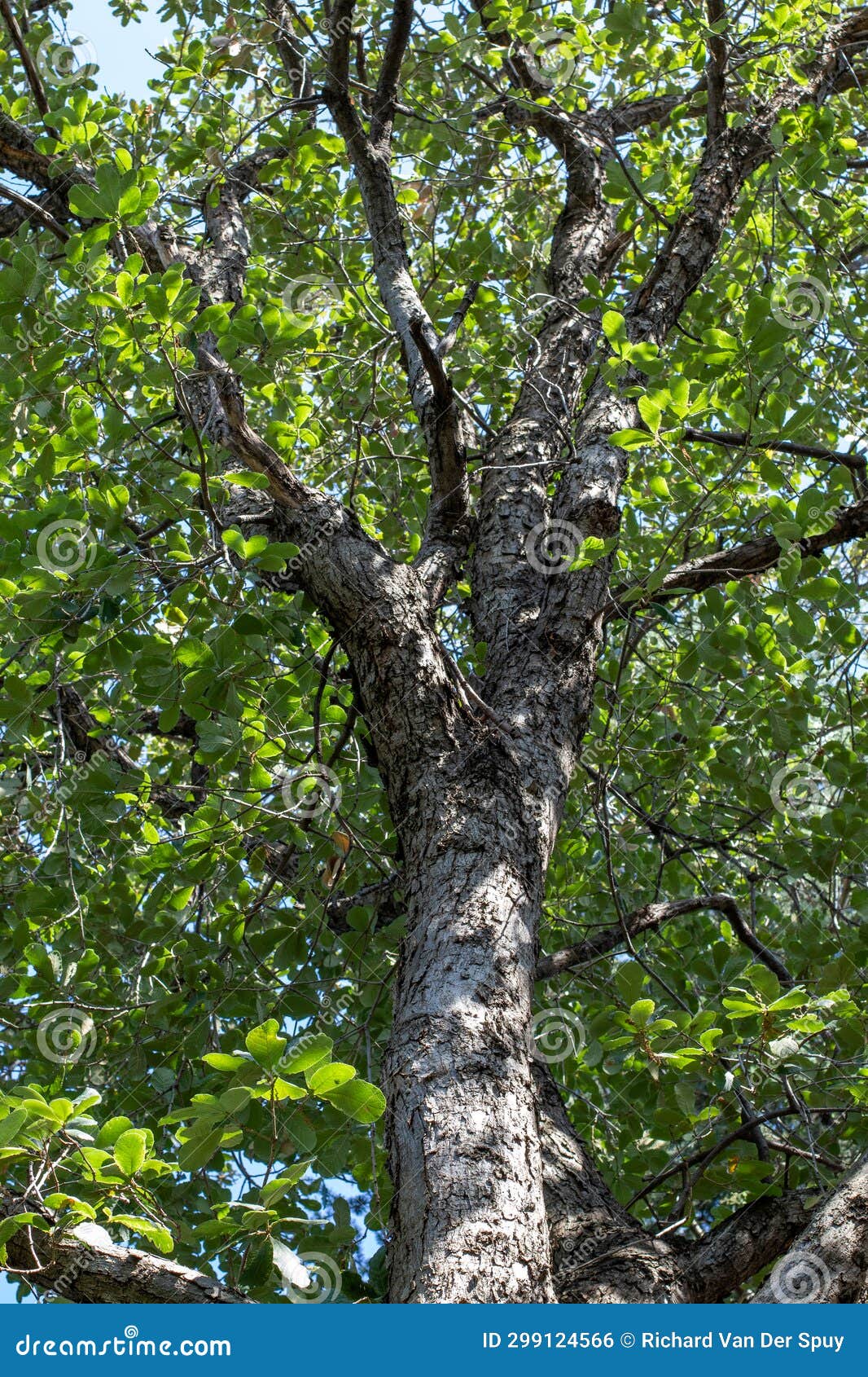 One single green tree stock photo. Image of board, outdoors - 299124566