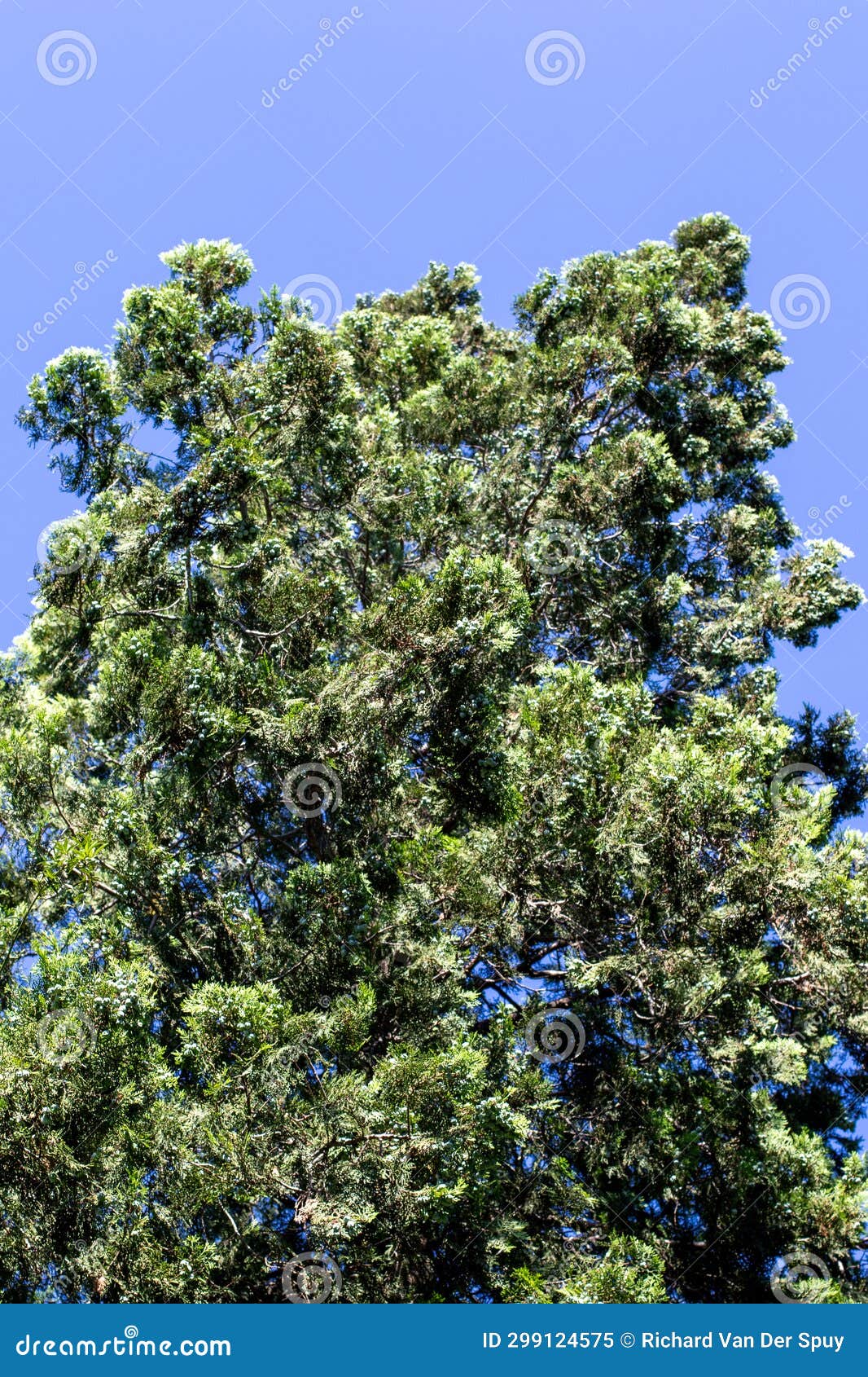 One single green tree stock image. Image of single, backdrop - 299124575