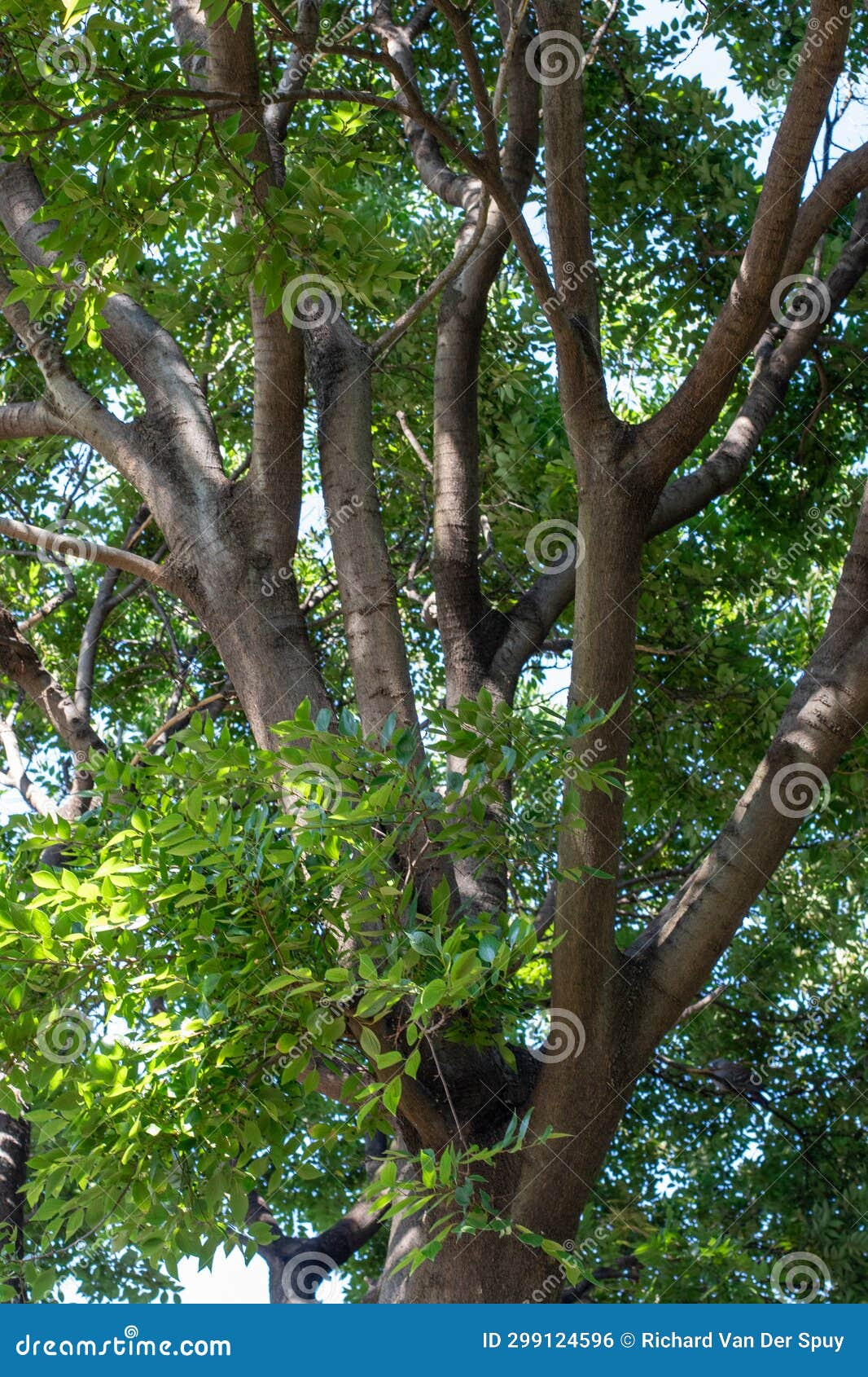 One single green tree stock photo. Image of growth, jacket - 299124596