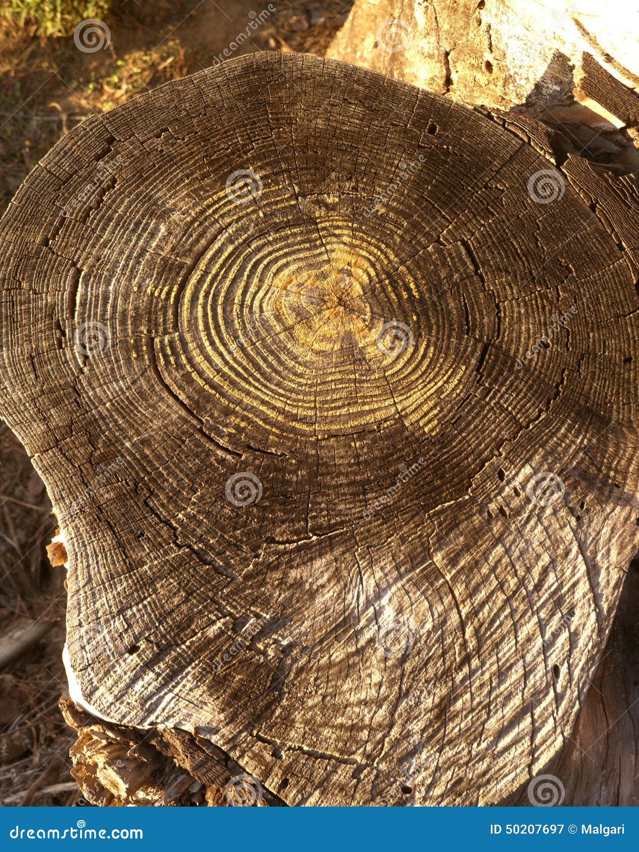 The shapes of the tree stock image. Image of dead, nature - 50207697