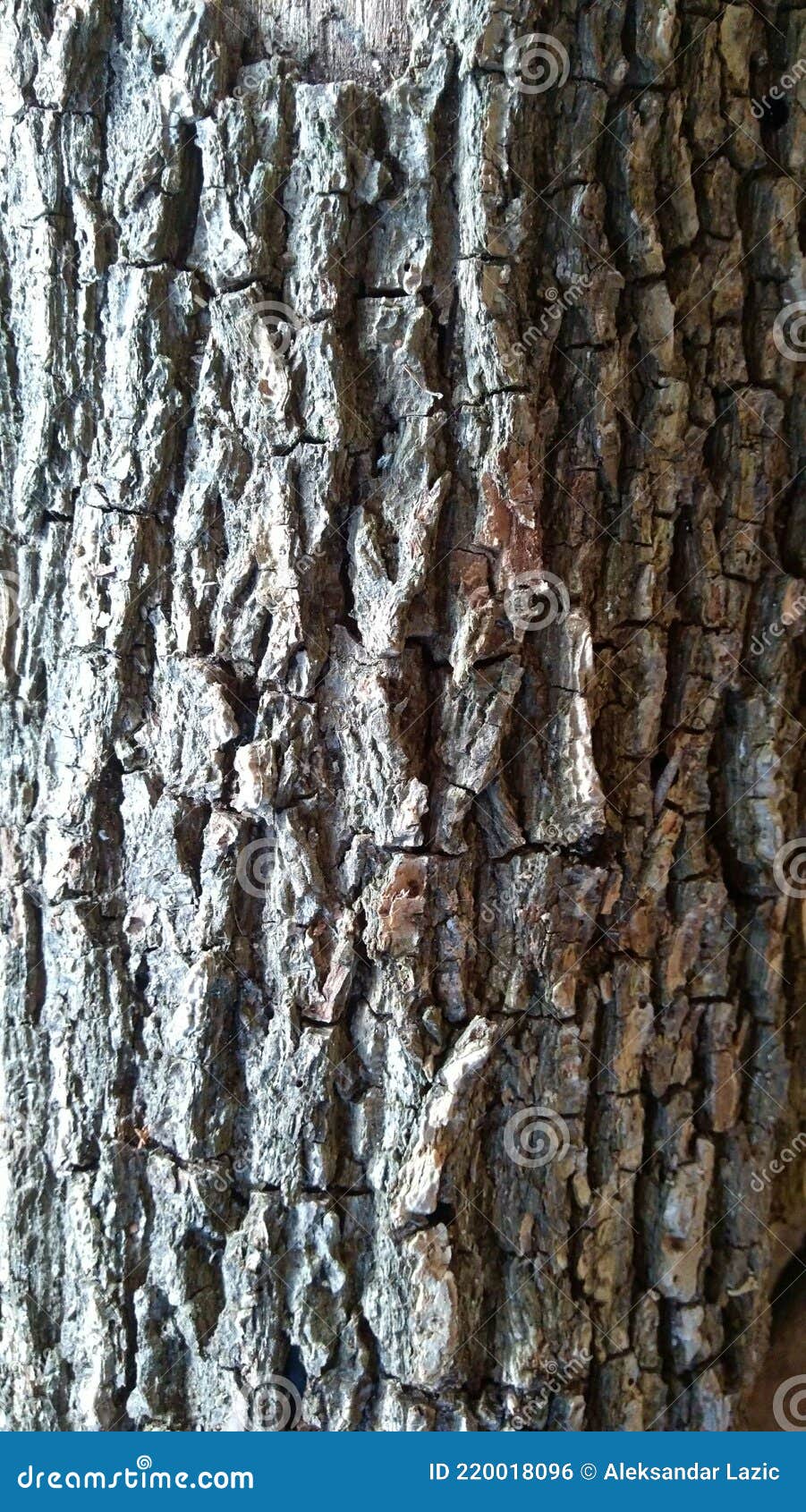 Shapes of a tree trunk stock photo. Image of tree, shapes - 220018096