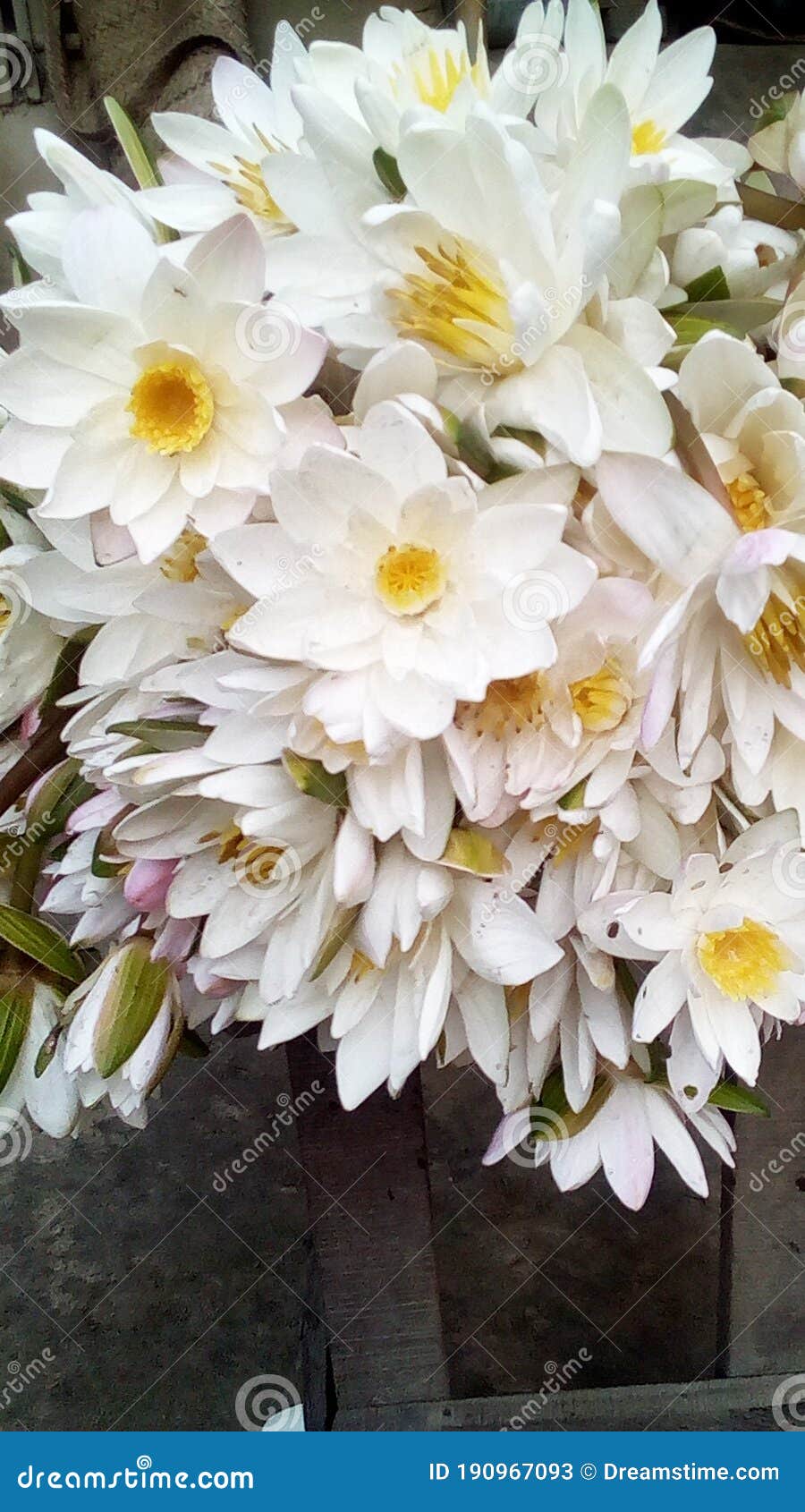 Shapla flowers stock image. Image of shapla, flowers - 190967093