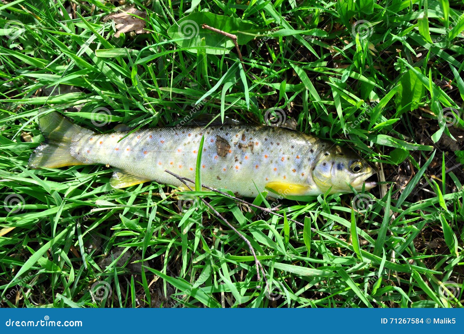 Shar mountain trout fish stock photo. Image of background - 71267584