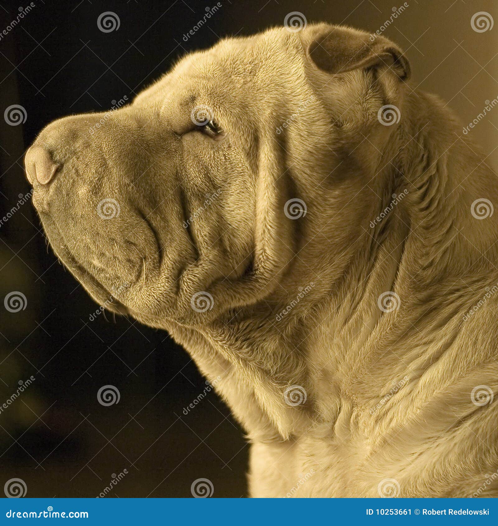 Shar Pei Dog stock image. Image of sideview, clumsy, pedigreed - 10253661