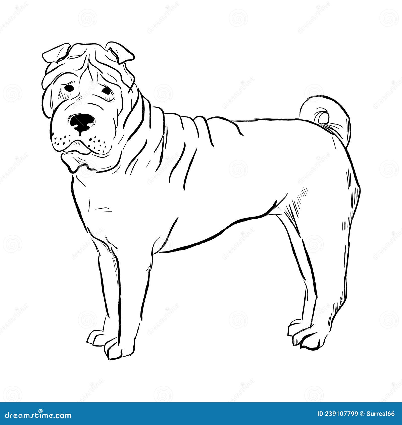 Shar Pei Dog Isolated on White Background Stock Vector - Illustration ...