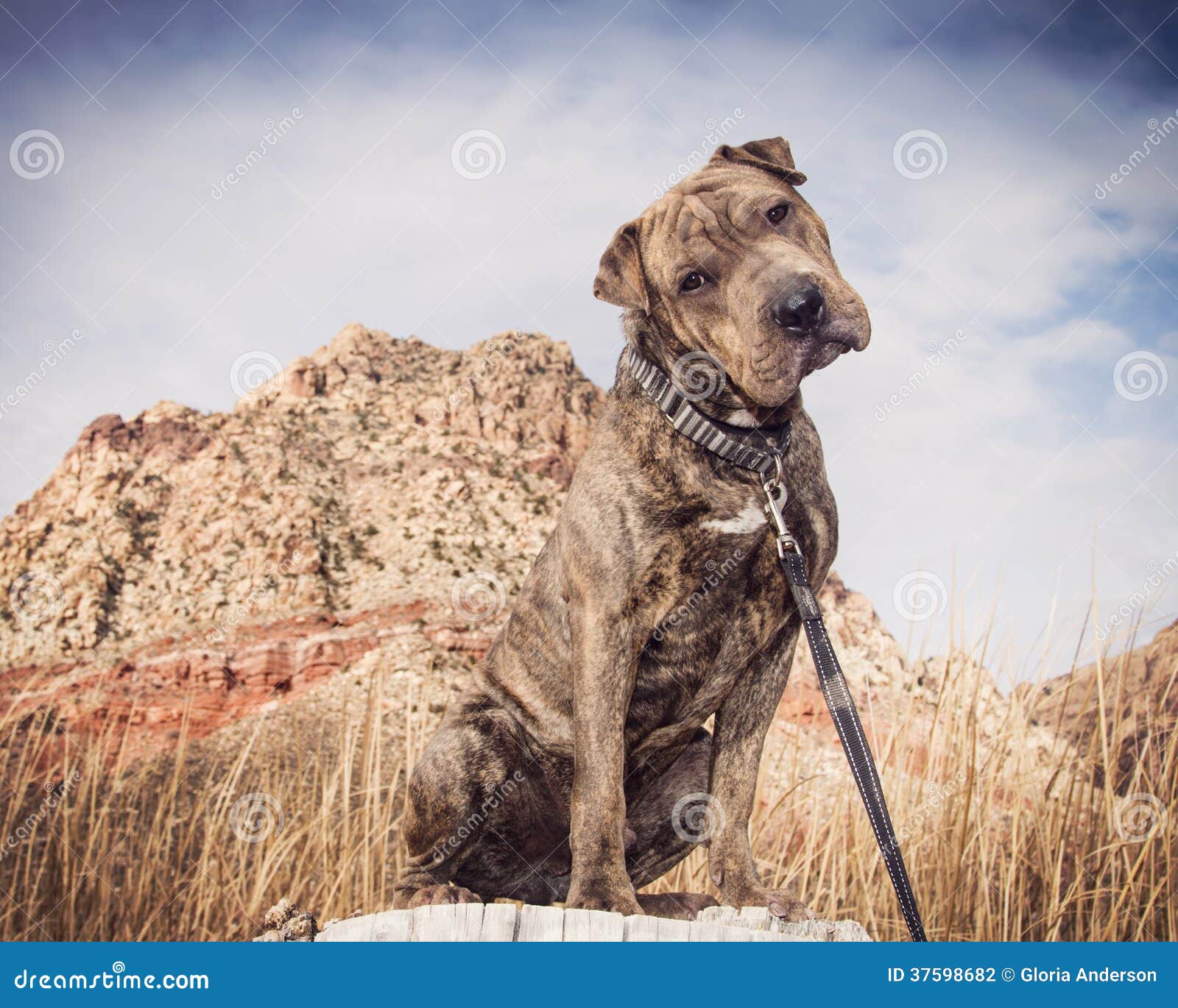 Shar Pei Mixed Breed Dog Posing in the Desert Stock Photo - Image of ...
