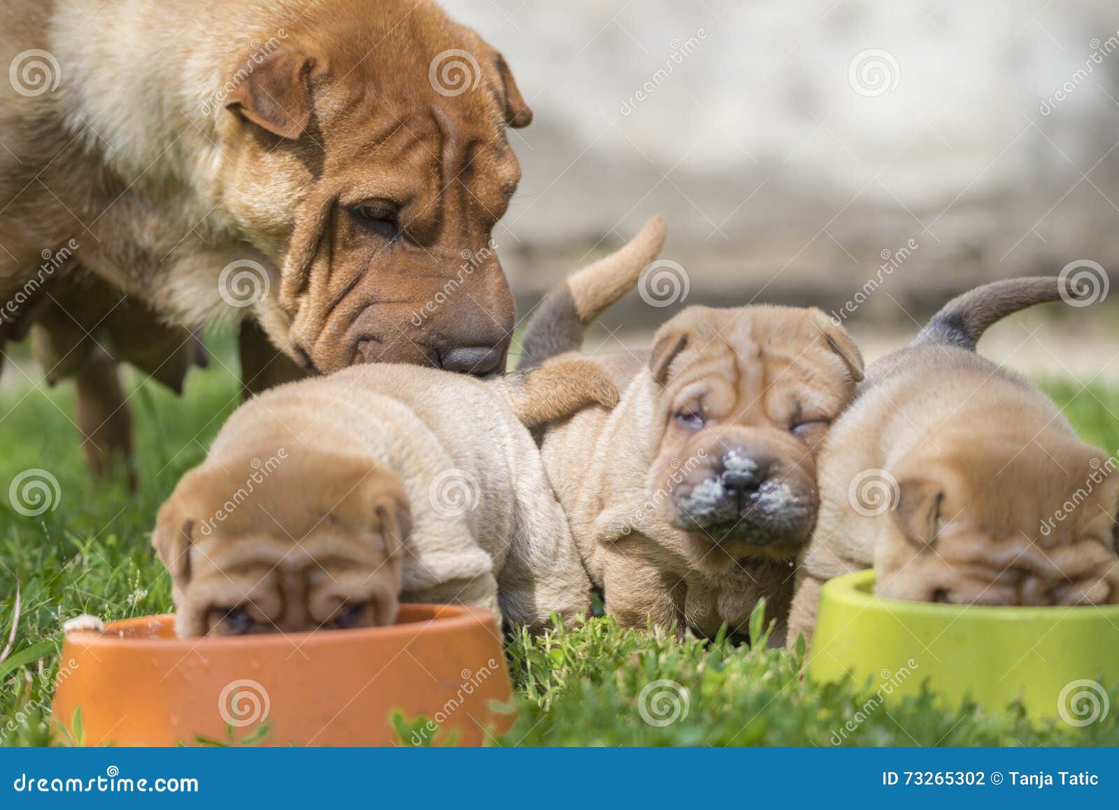 Shar Pei puppies stock photo. Image of breed, animal - 73265302