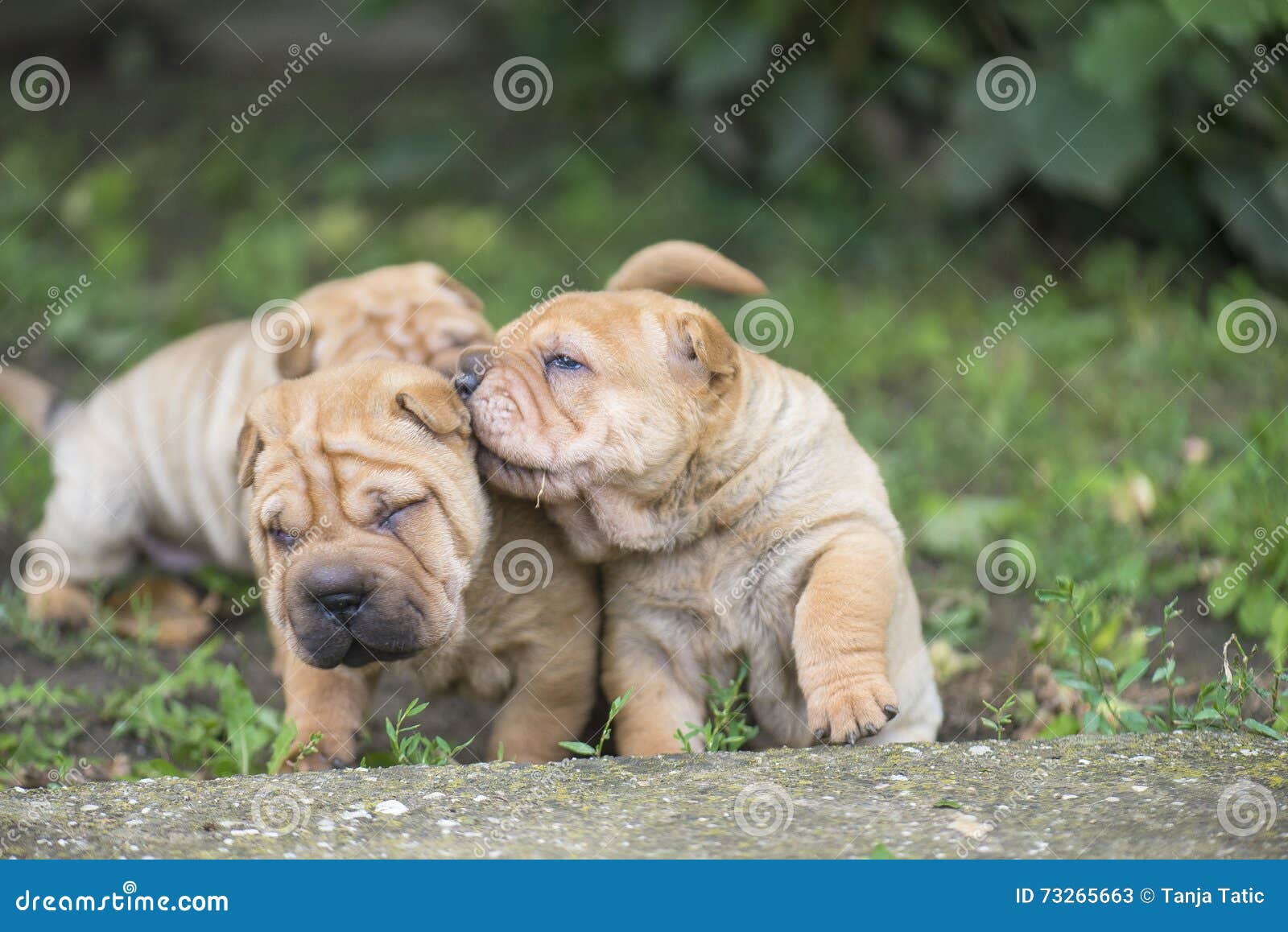 Shar Pei puppies stock image. Image of adorable, carnivore - 73265663