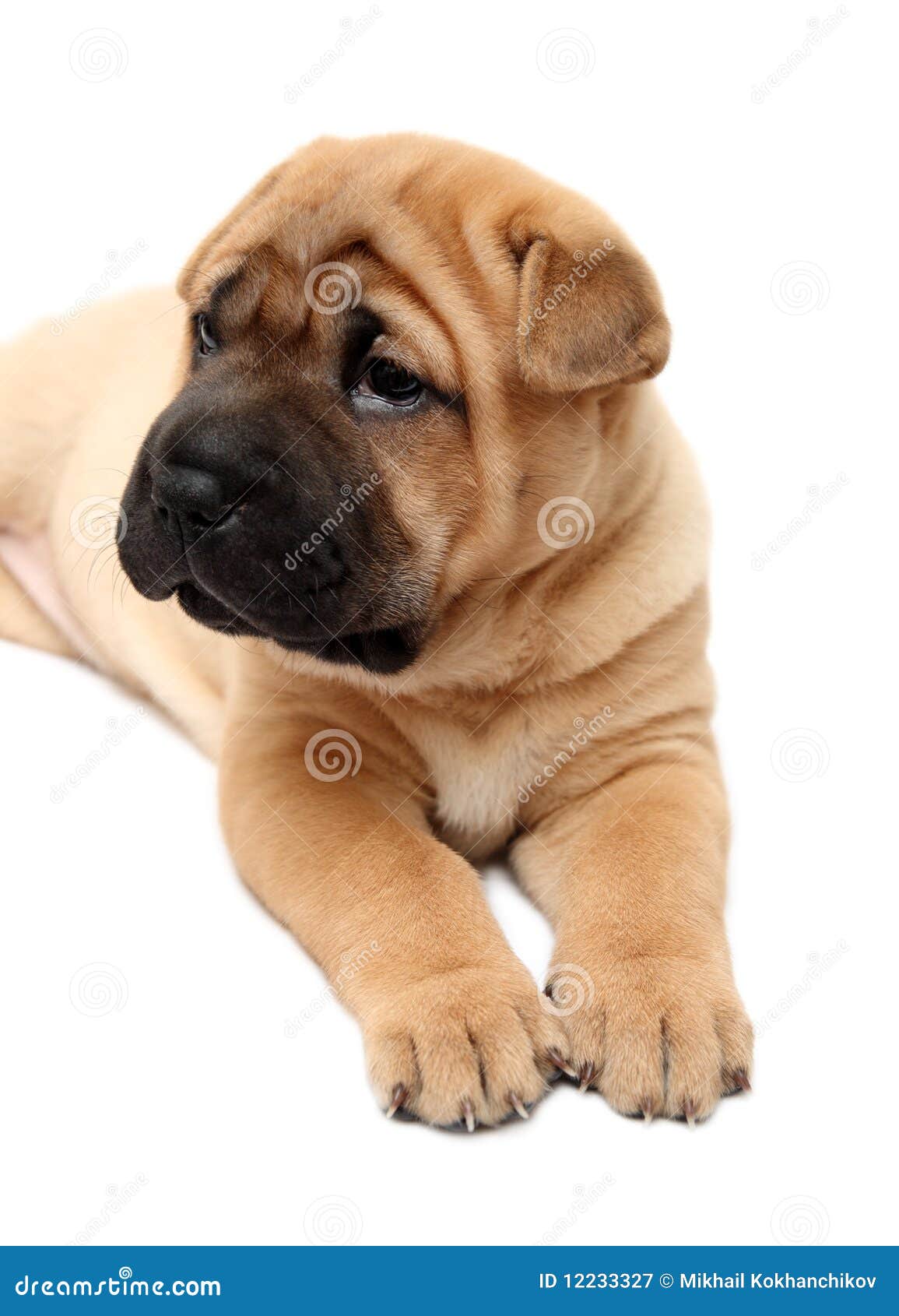 Shar pei puppy stock image. Image of puppy, cute, white - 12233327