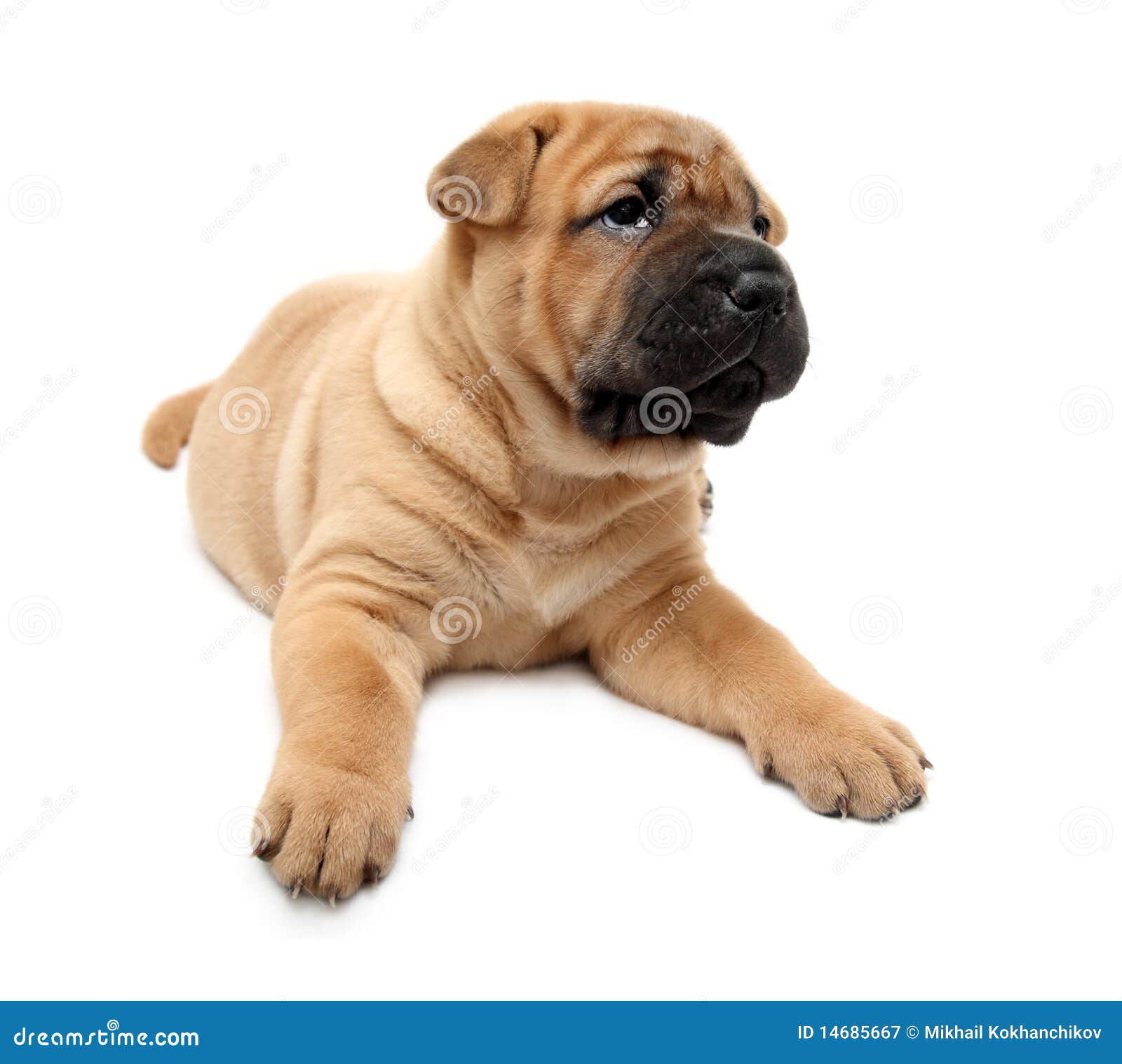 Shar pei puppy stock image. Image of white, portrait - 14685667