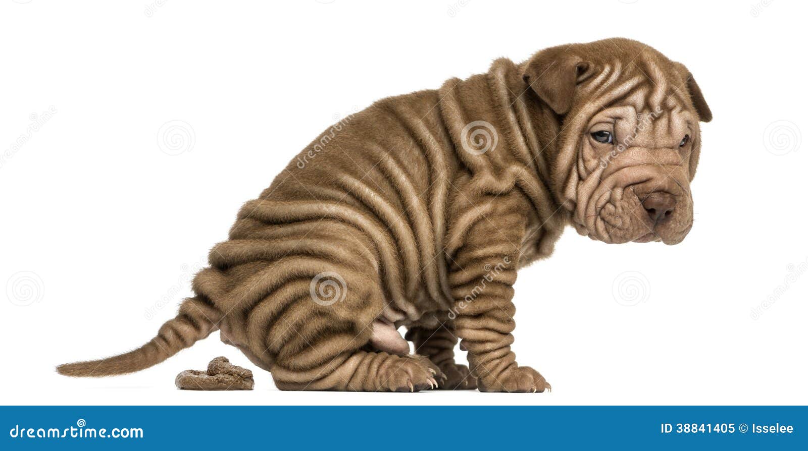 Shar Pei Puppy Defecating, Looking at the Camera, Stock Image - Image ...