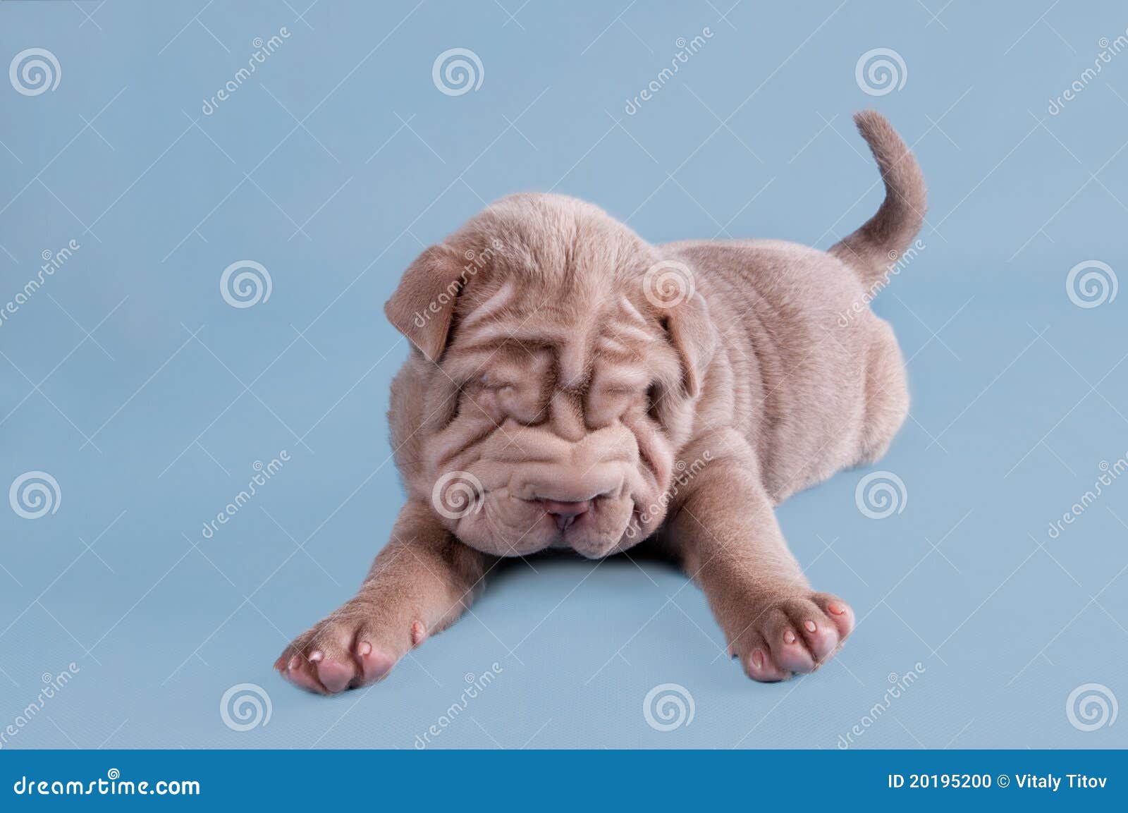 Shar-pei Puppy Dreaming Sweetly Stock Photo - Image of mammal, lying ...