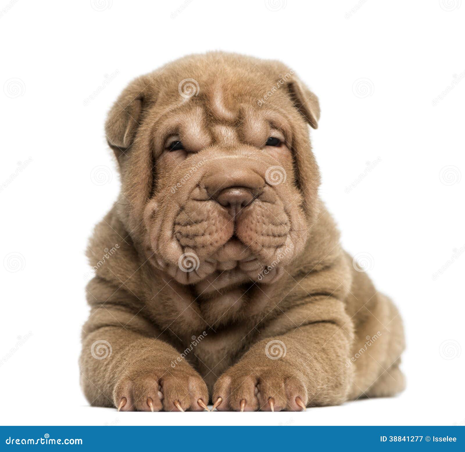 Shar Pei Puppy Lying, Isolated on White Stock Image - Image of shar ...