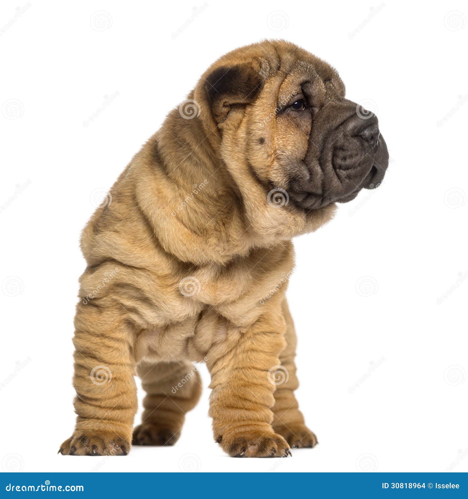 Shar Pei Puppy, 2 Months Old, Standing Stock Photo - Image of isolated ...