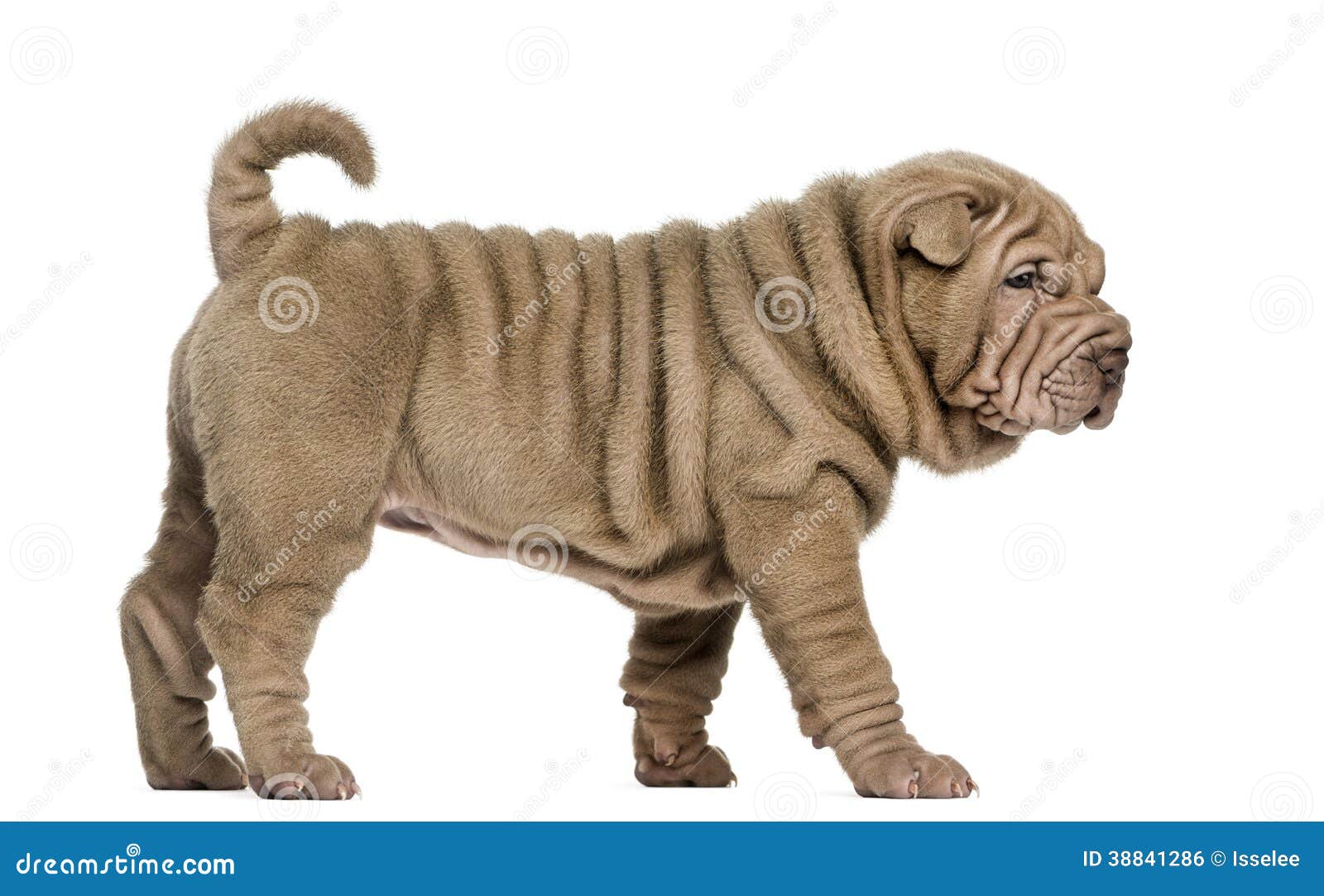 Dog Walking Side View