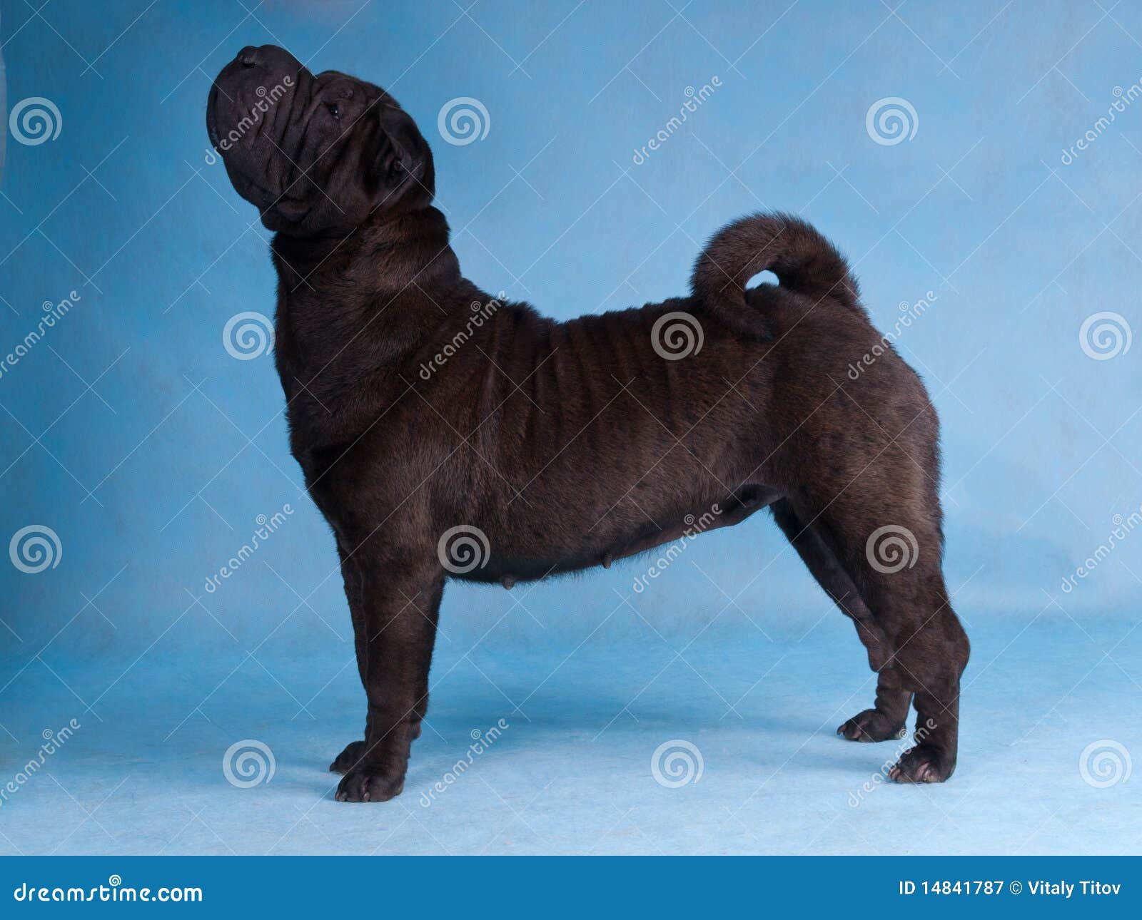 Shar-Pei Show Stack stock image. Image of attentive, animal - 14841787